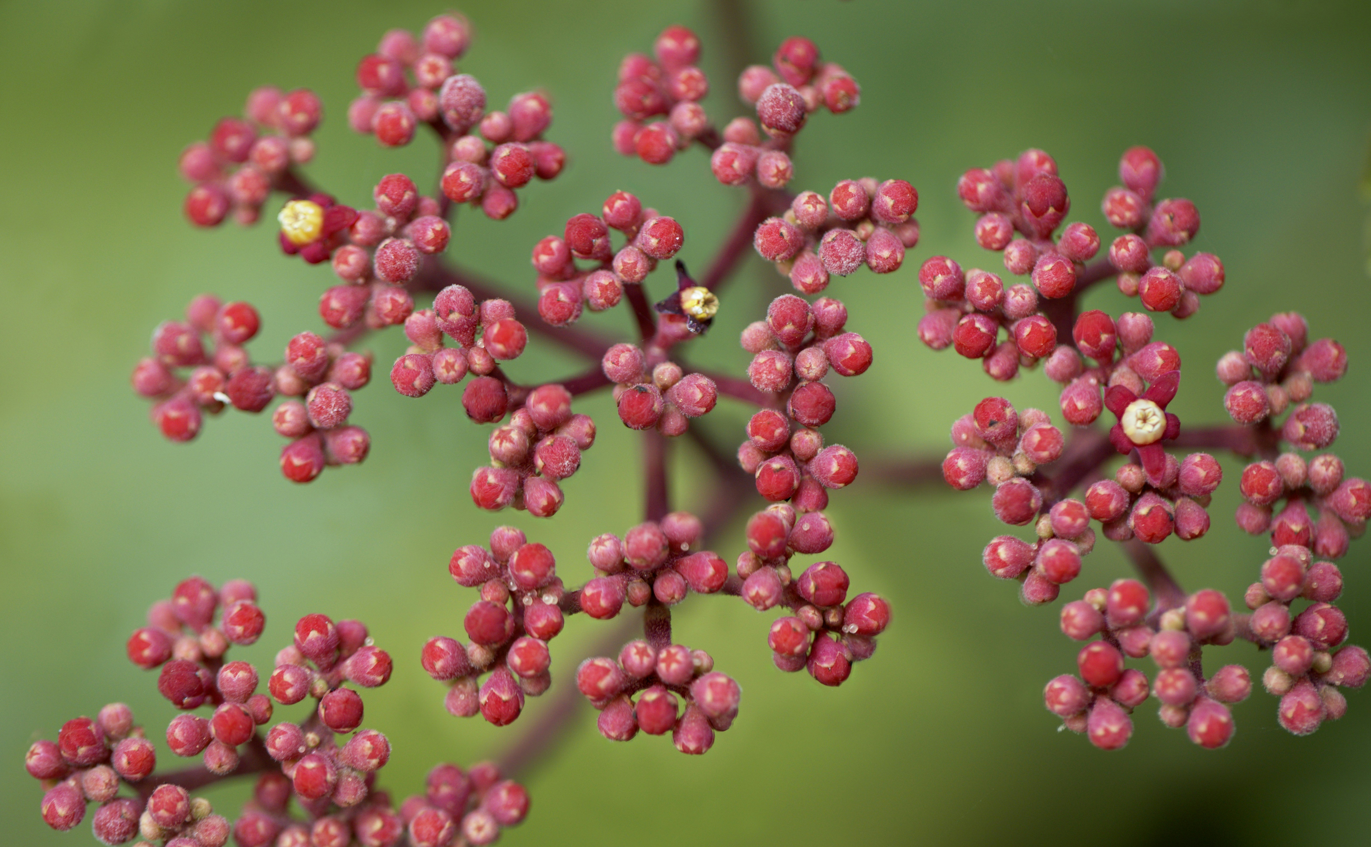 a close up of a bunch of red flowers