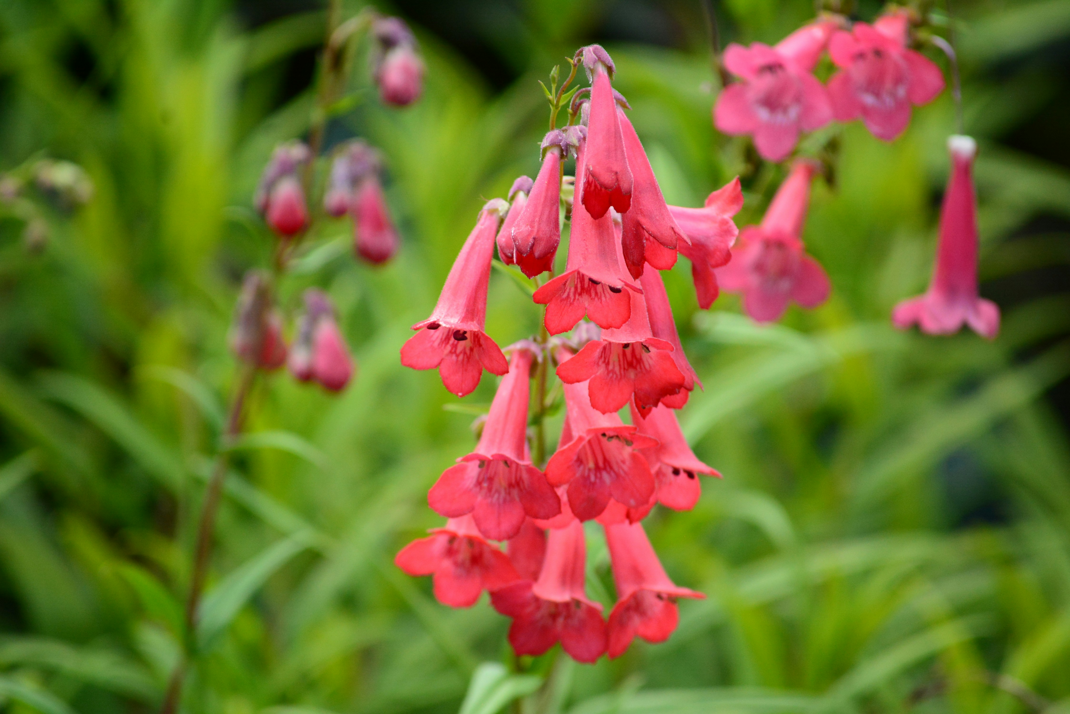 Crimson Bellflower Cascade in a Quiet Green Glade