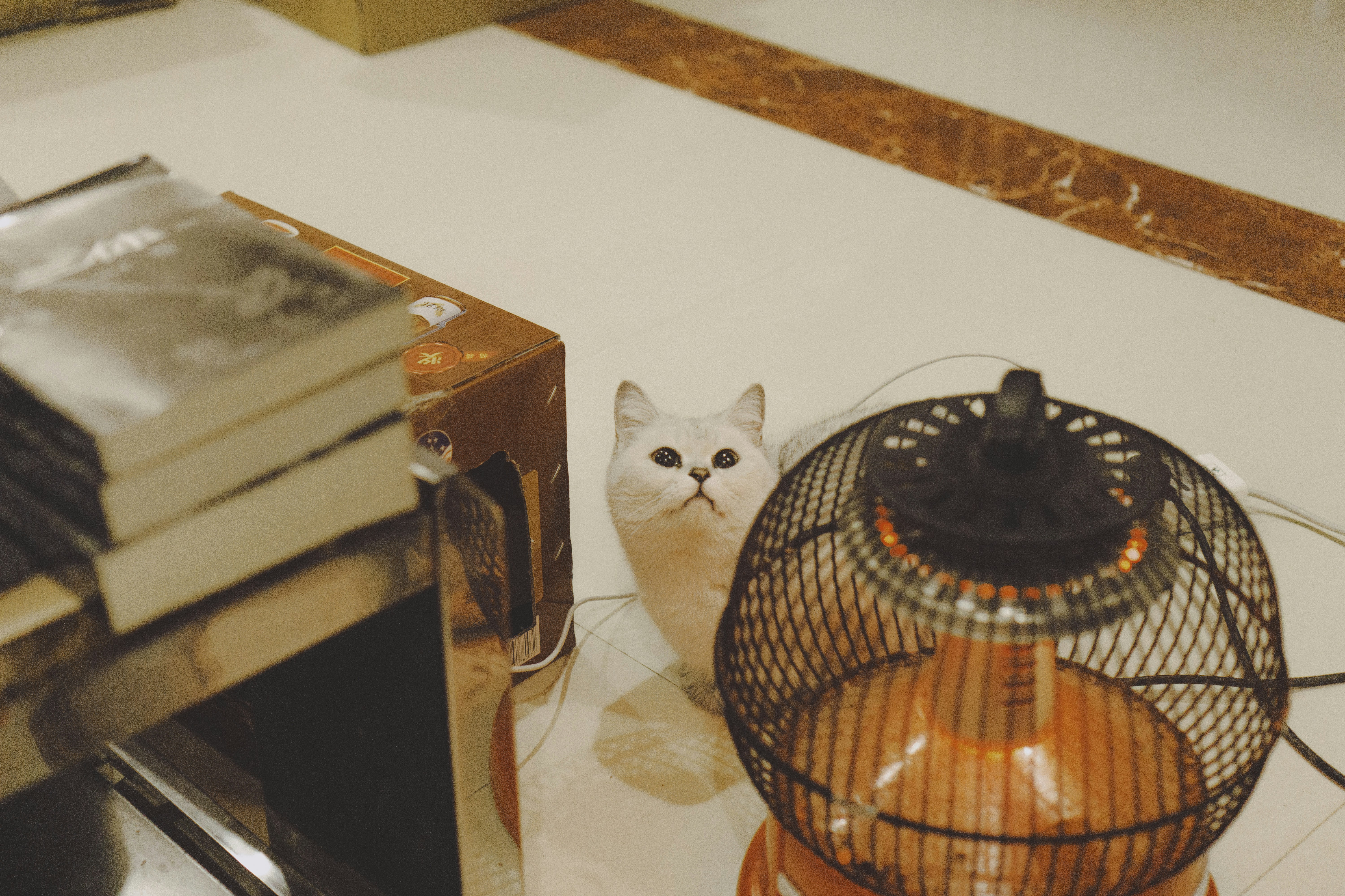 Warm Gaze by the Books: A Curious Cat Beside an Ember Heater