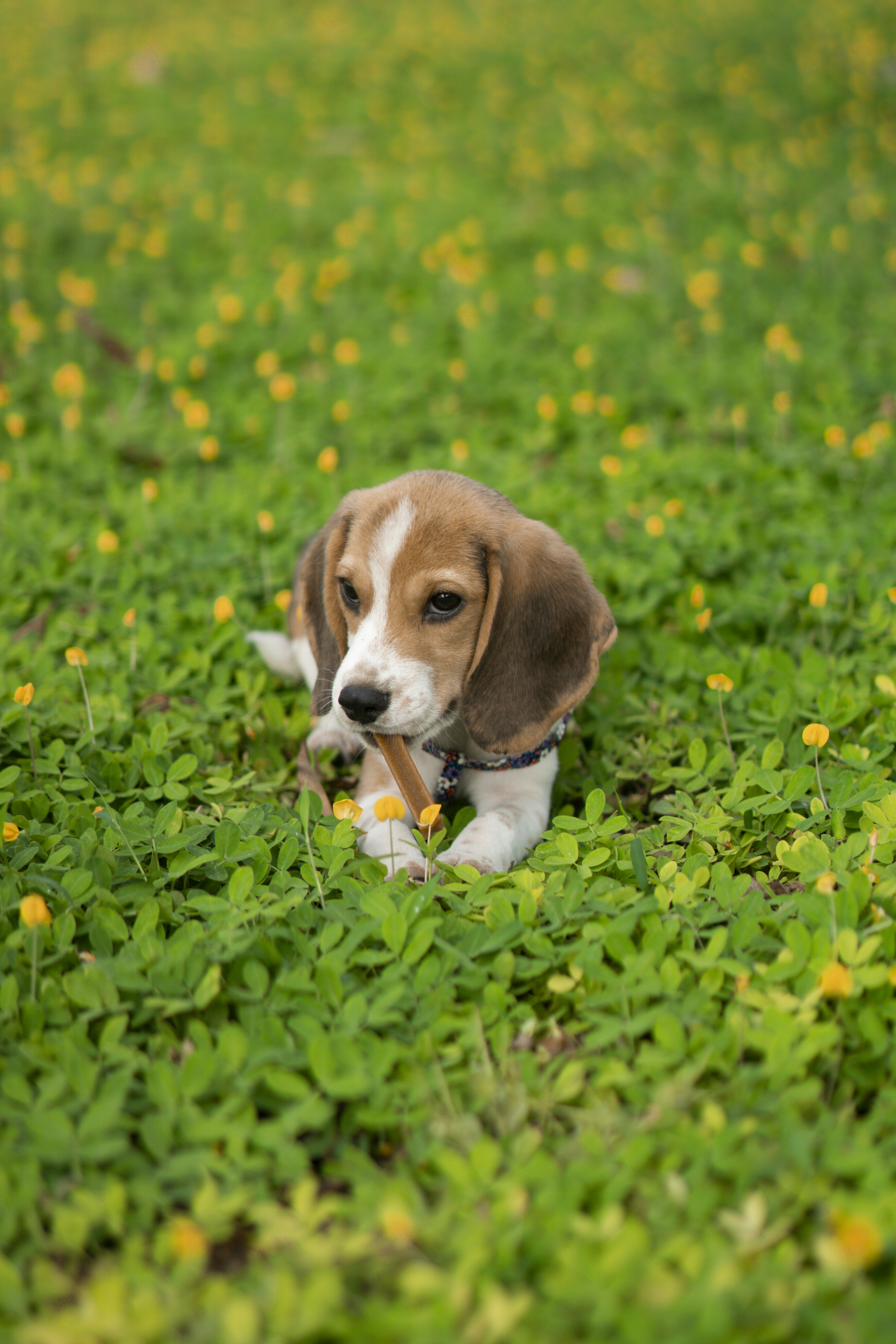Beagle in a Sea of Clover and Dandelions