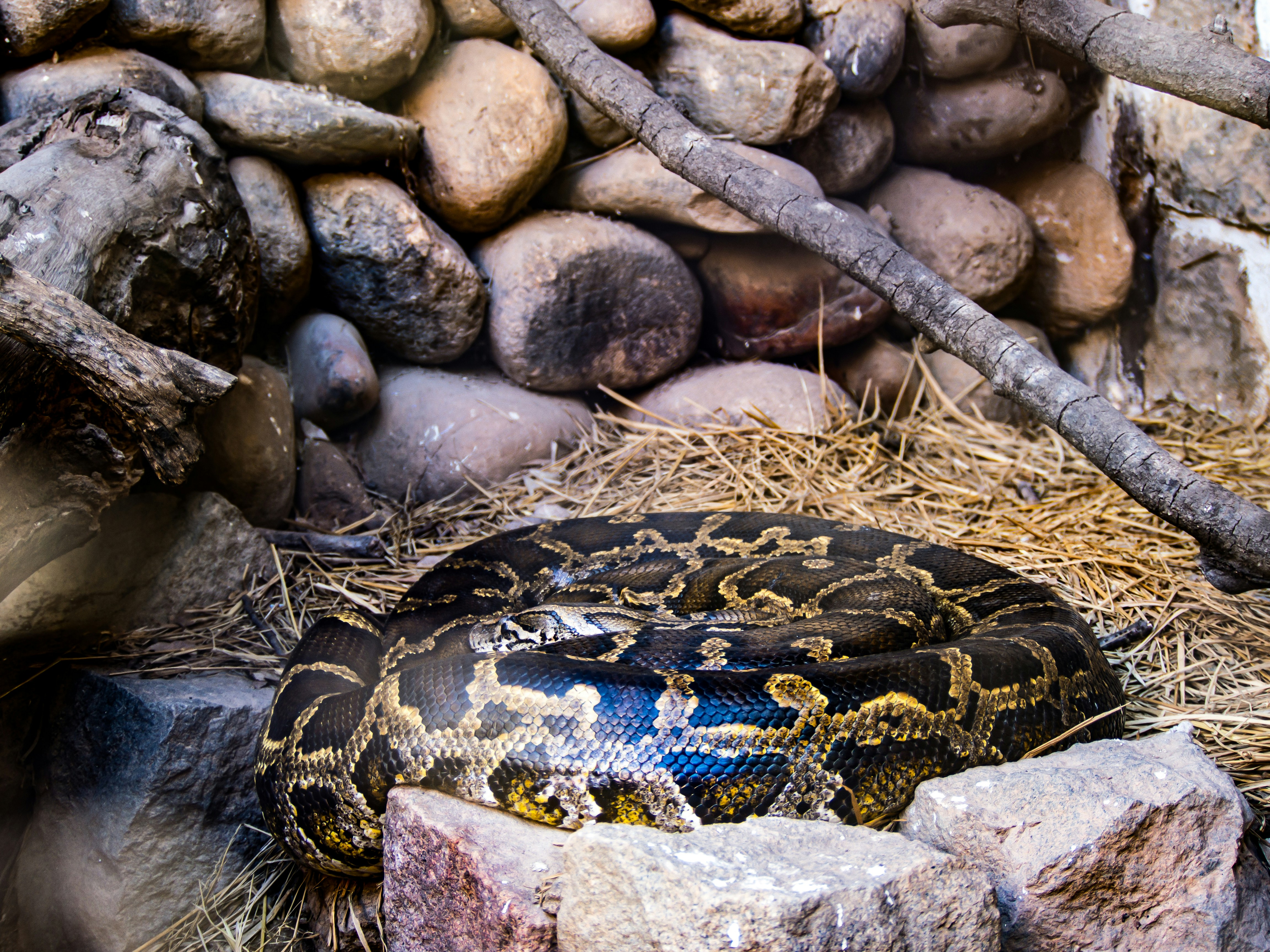 A snake that is laying on some rocks photo – Free Animal Image on Unsplash