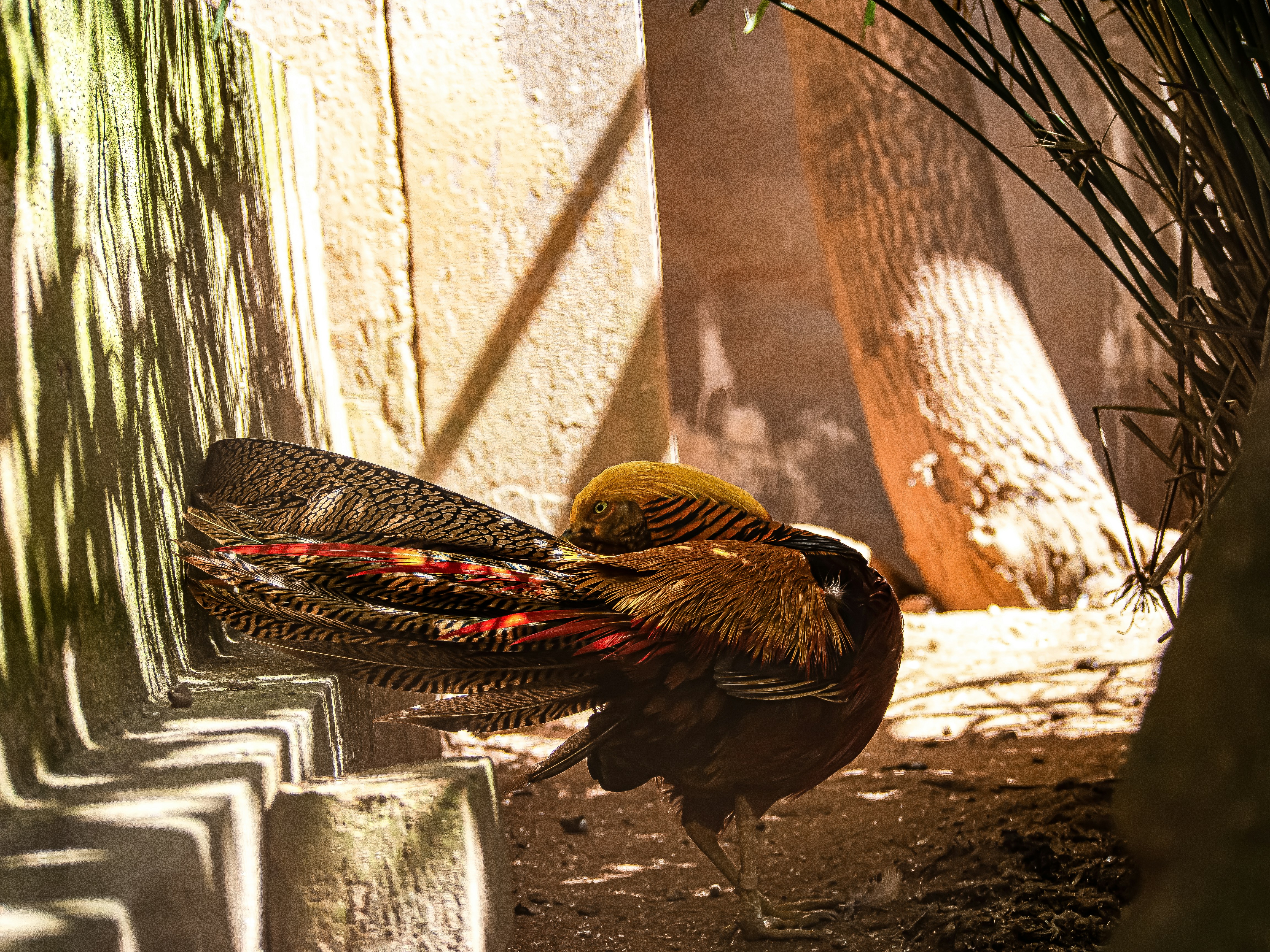 a large bird standing on top of a dirt ground