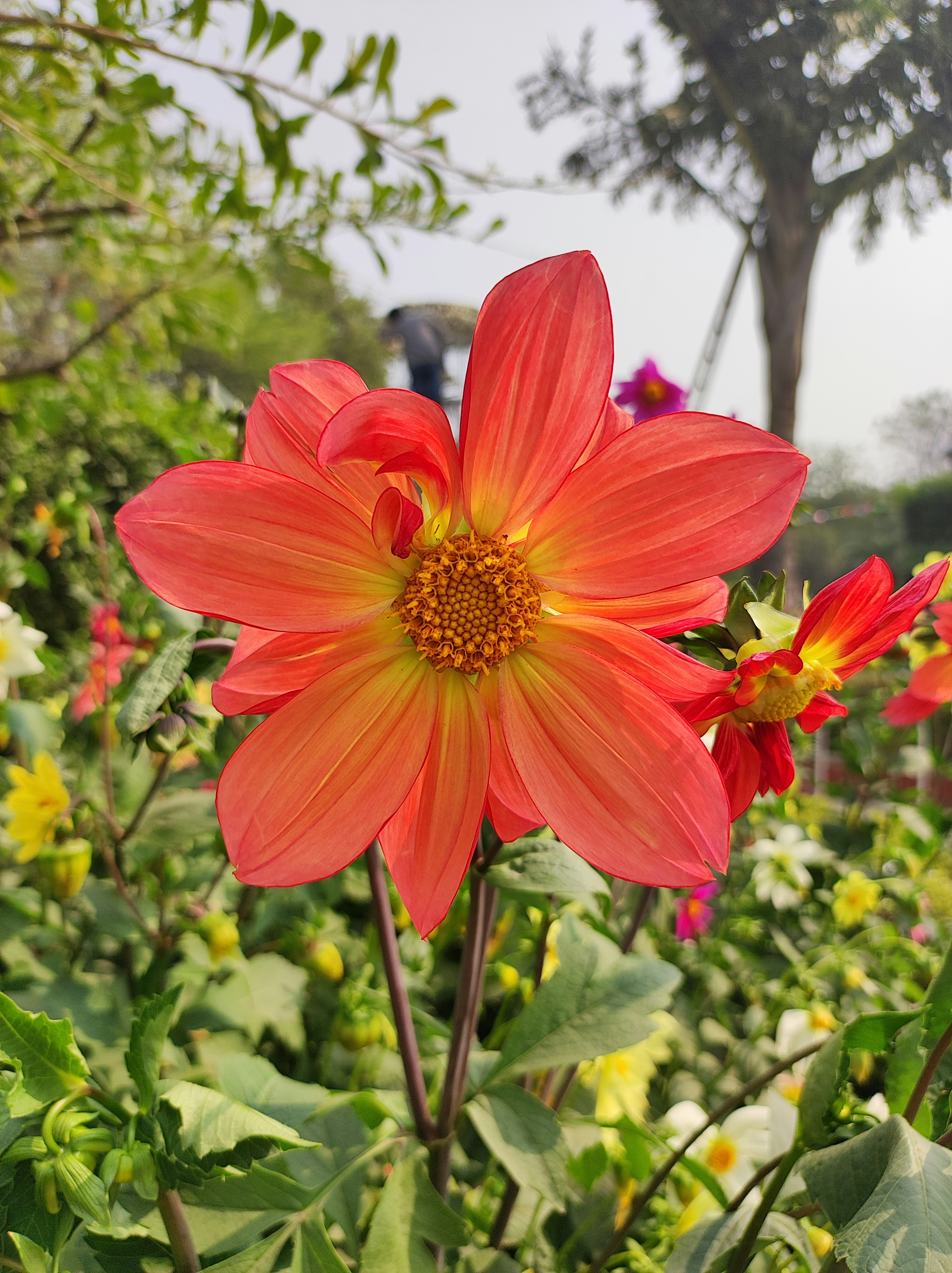 Photo by DINESH SINGH PANWAR with Xiaomi Mi 11 Lite NE