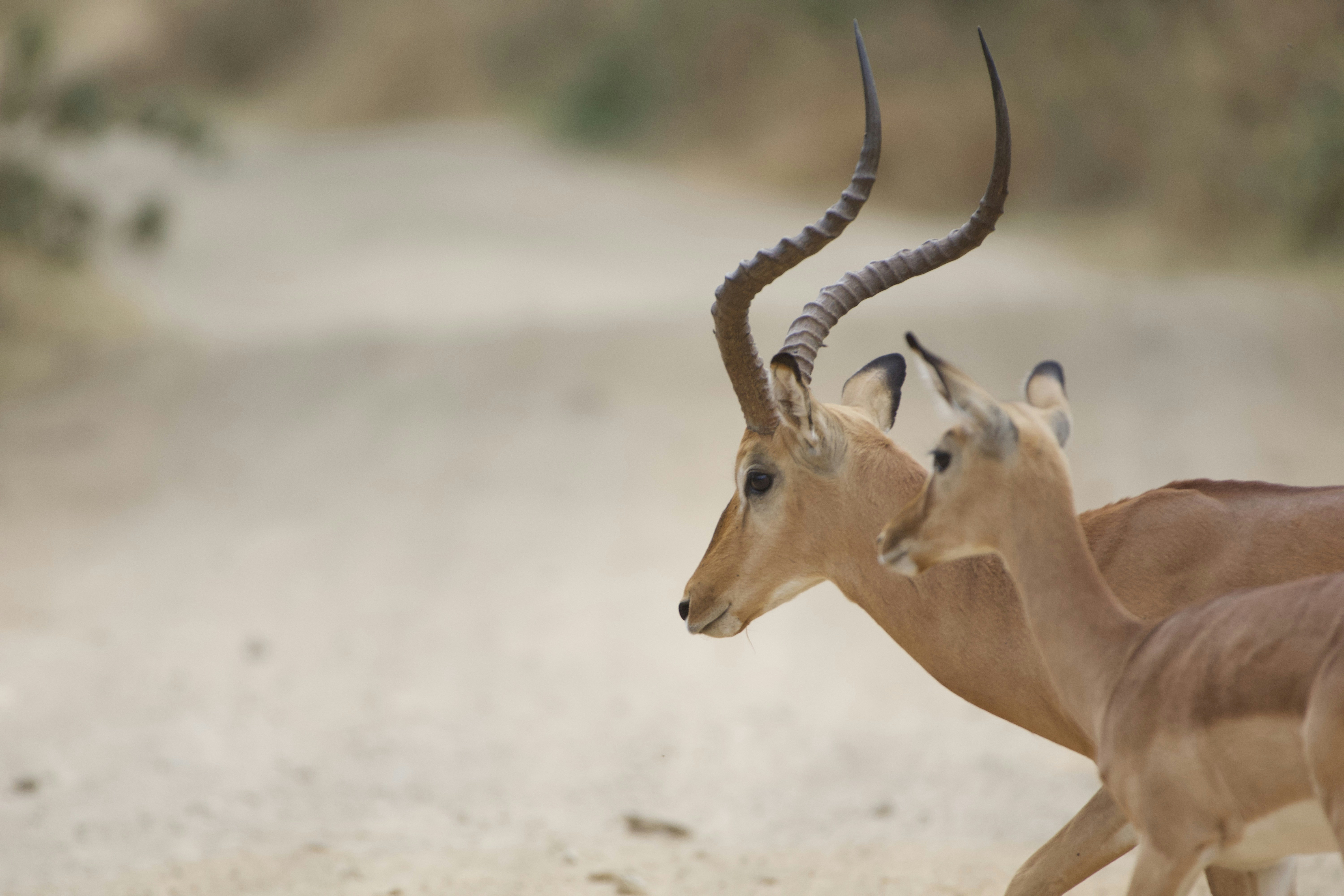 a couple of animals that are standing in the dirt