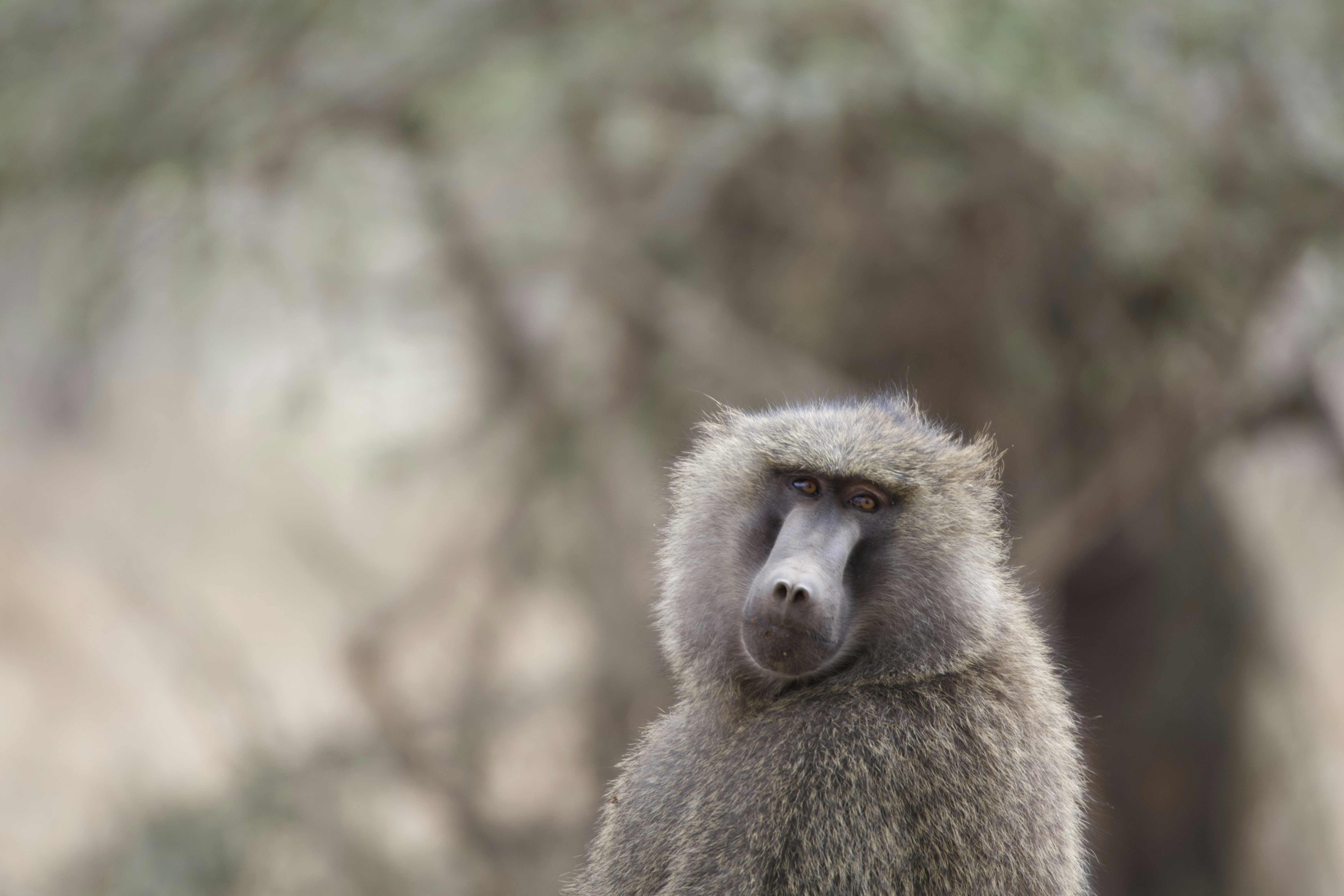 Curious Vantage: A Close-Up of a Baboon With Softer Bokeh