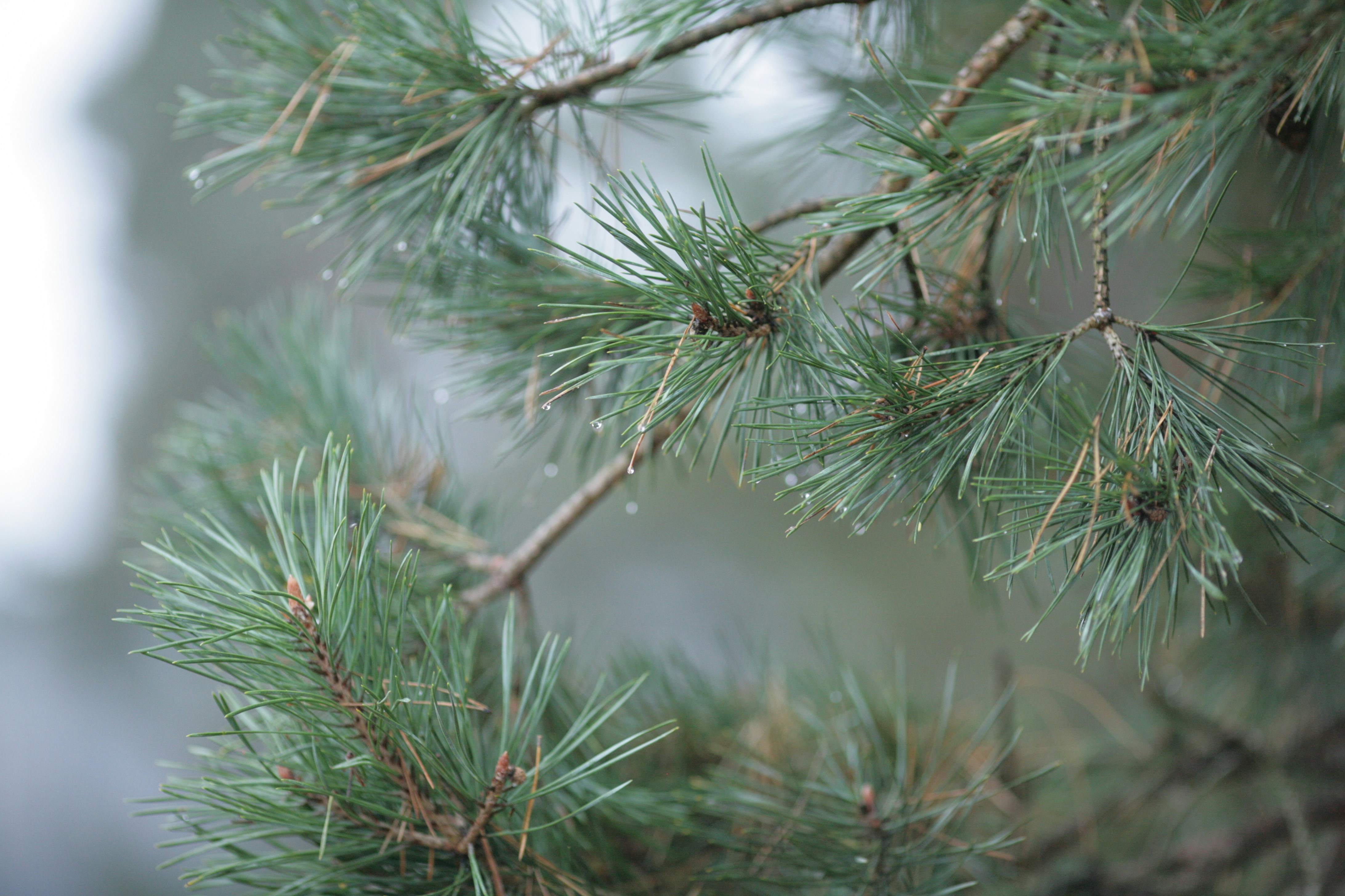 A close up of a branch of a pine tree photo – Free Wallpaper Image on ...