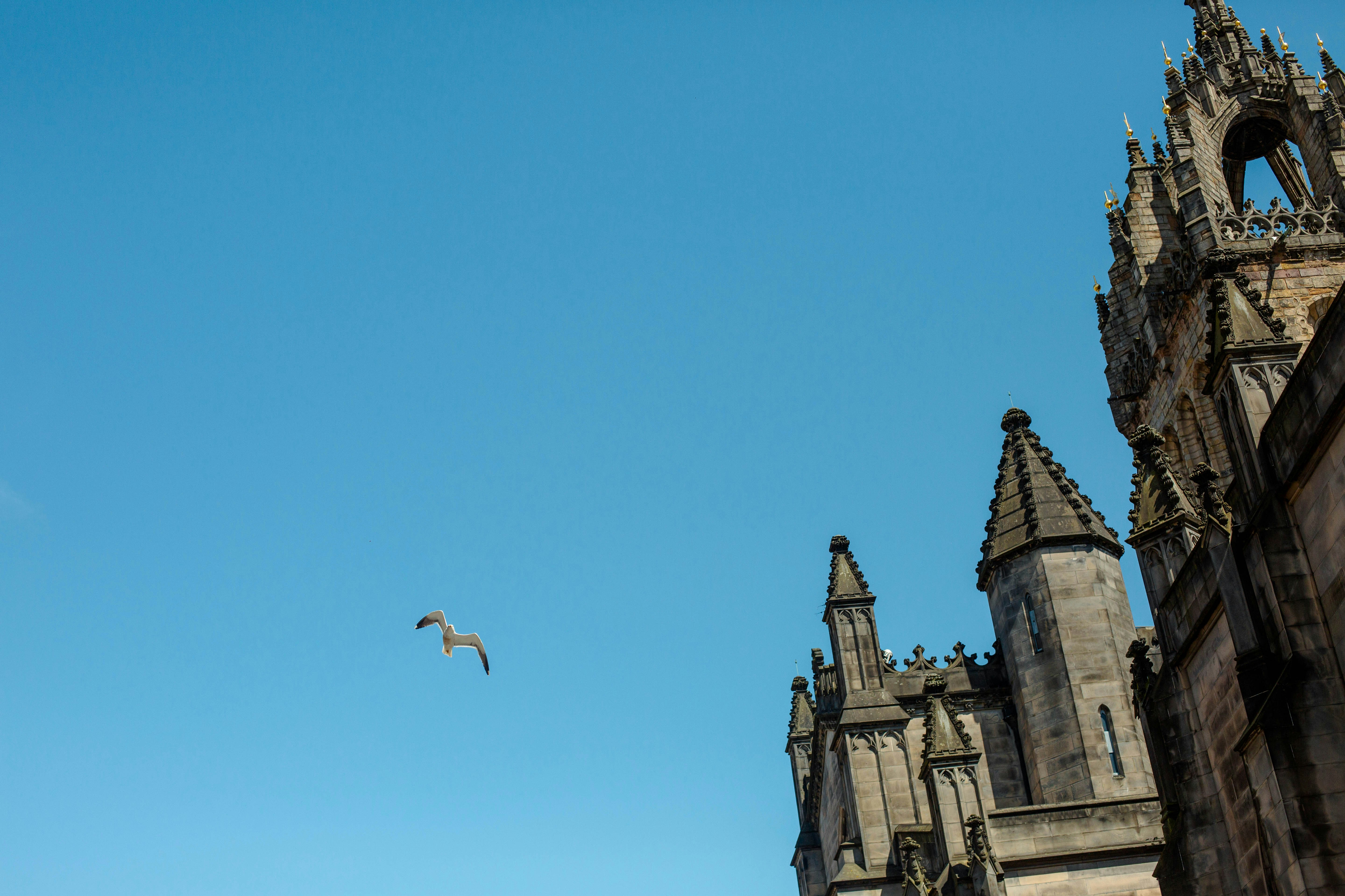 A bird flying in the sky over a building photo – Free Edinburgh Image ...
