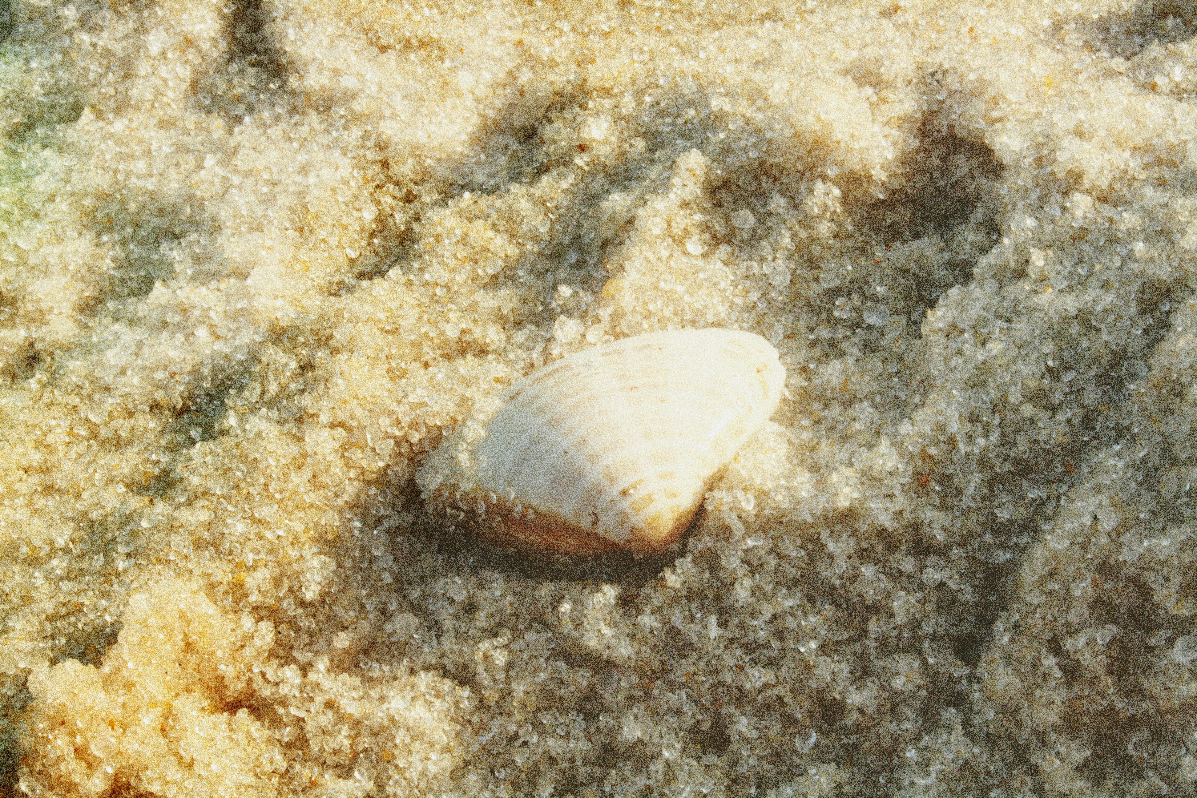 A delicate seashell rests on a sandy beach, surrounded by grains of salt and remnants of ocean tides.