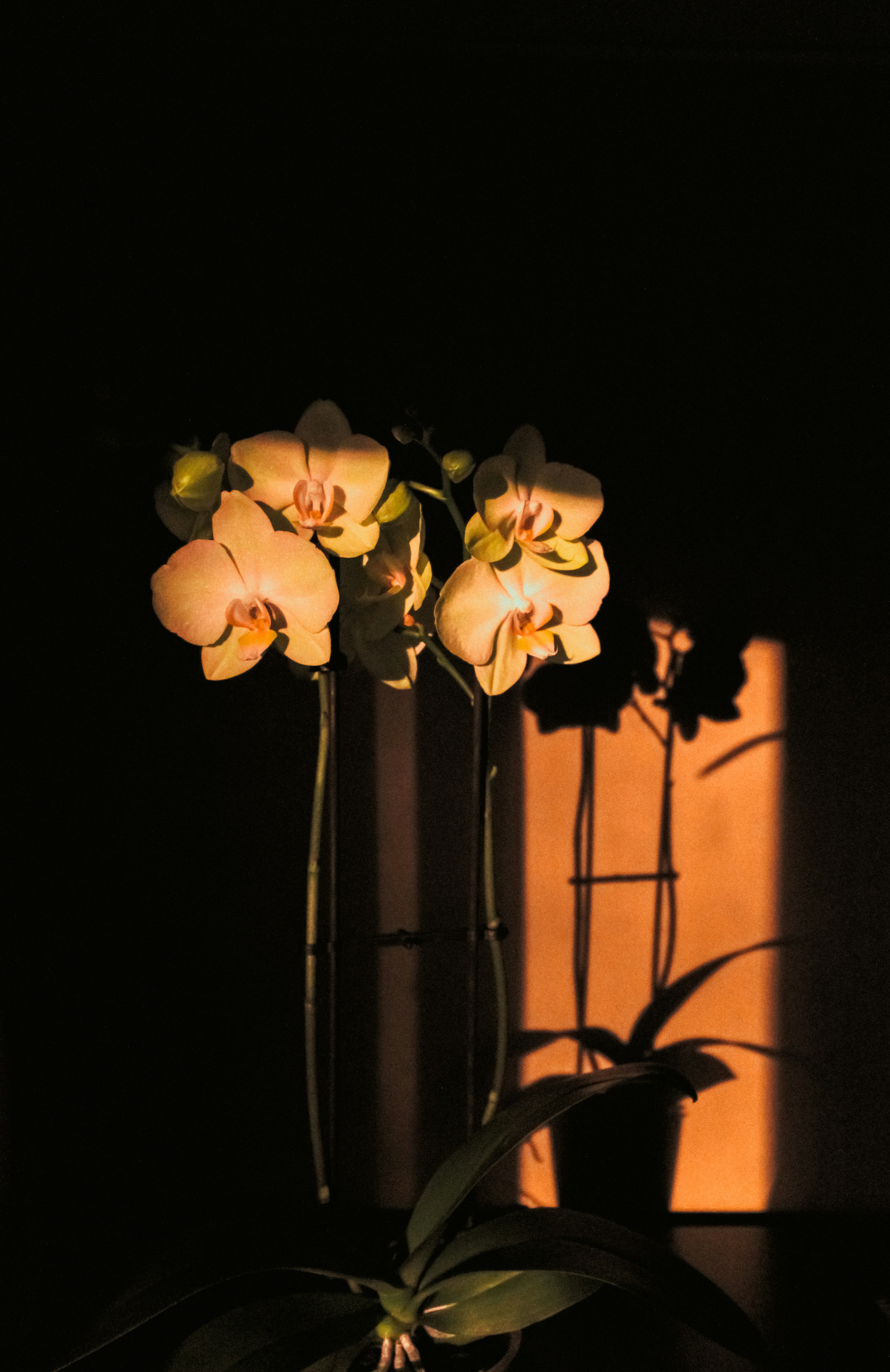 house orchids casting shadow on wall in golden sunset