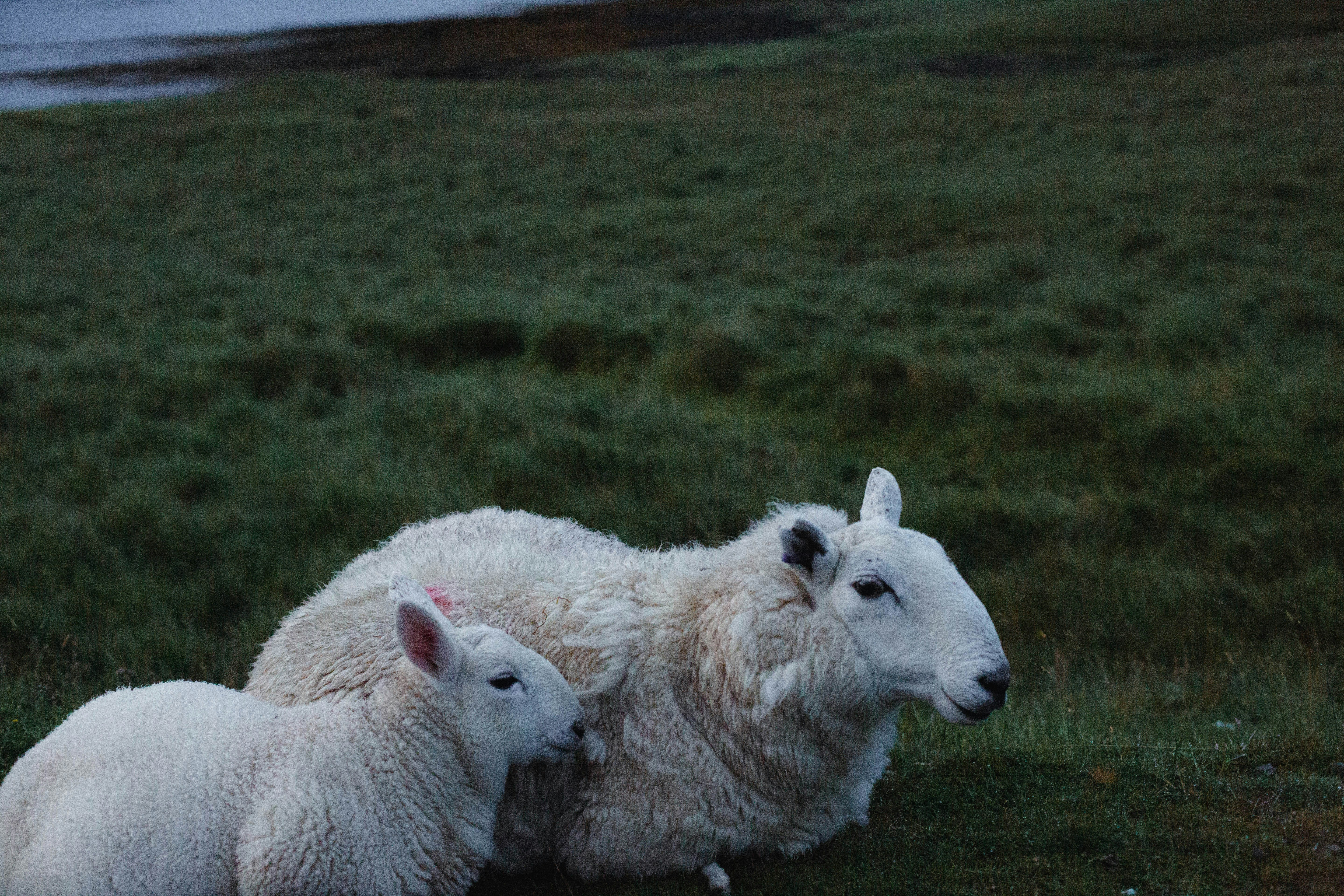 A couple of sheep laying on top of a lush green field photo – Free ...