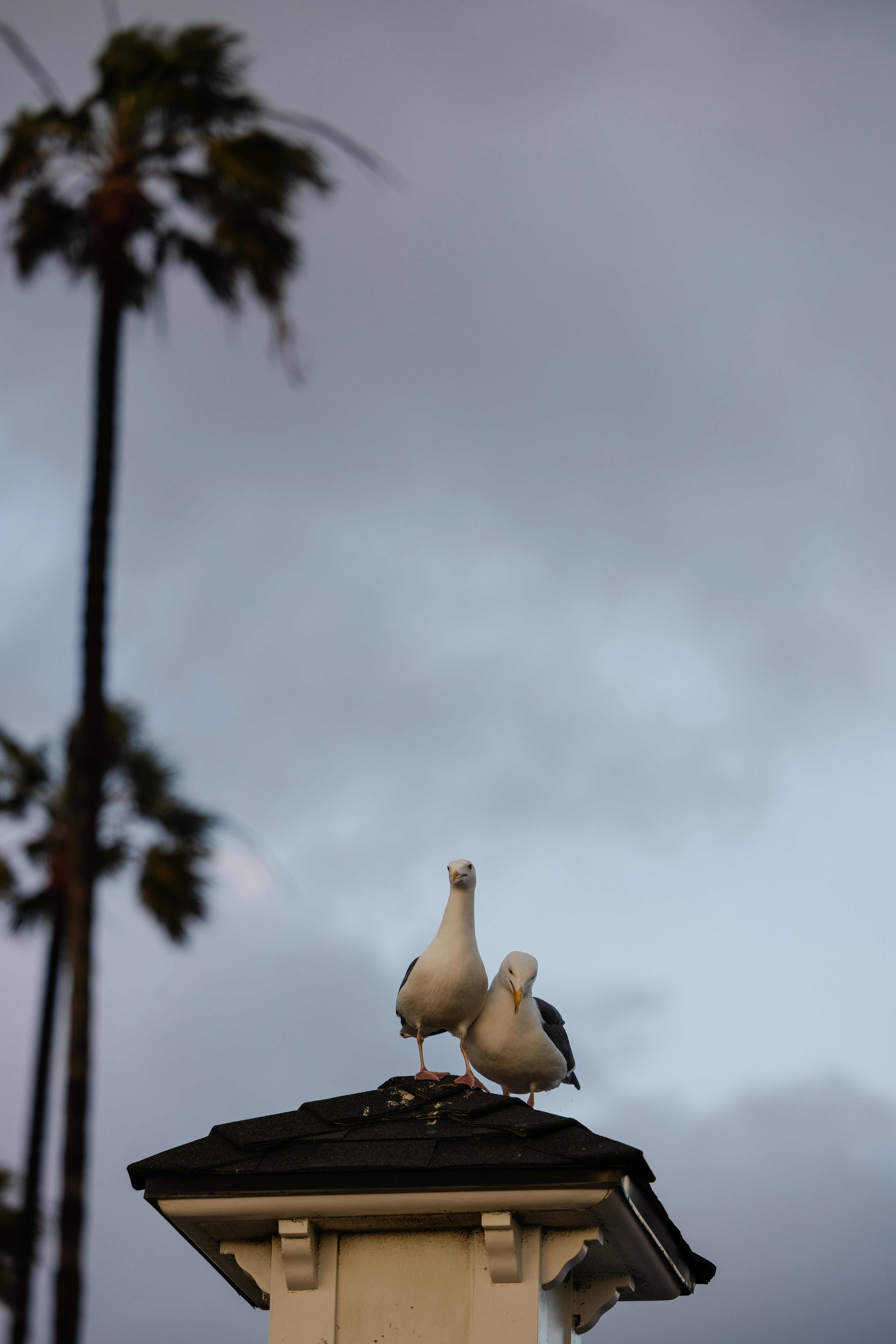 Duo of Seagulls on a Rooftop Framed by Palm Silhouettes Under a Moody Sky
