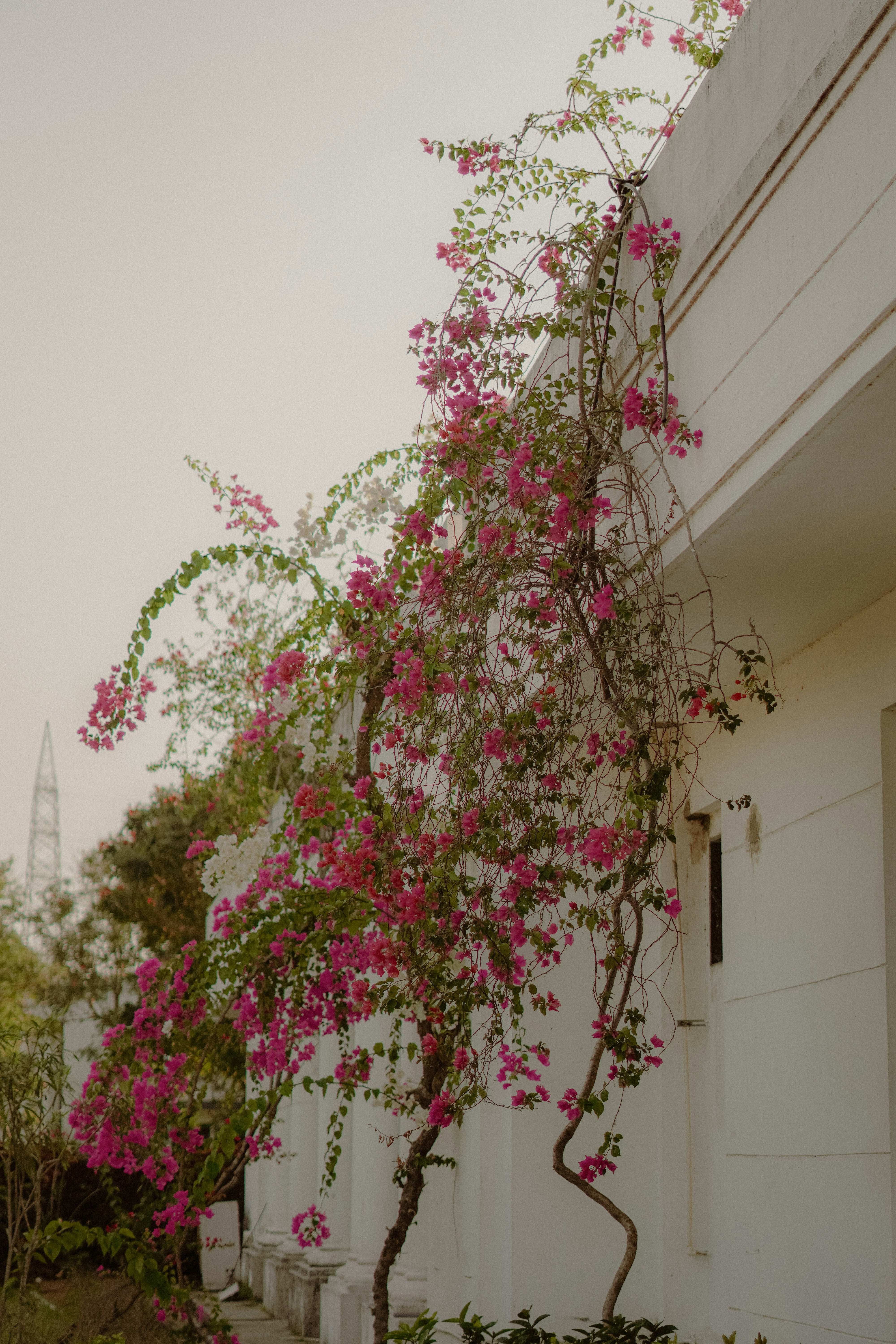 Bougainvillea Weave Along a Sunlit White Facade