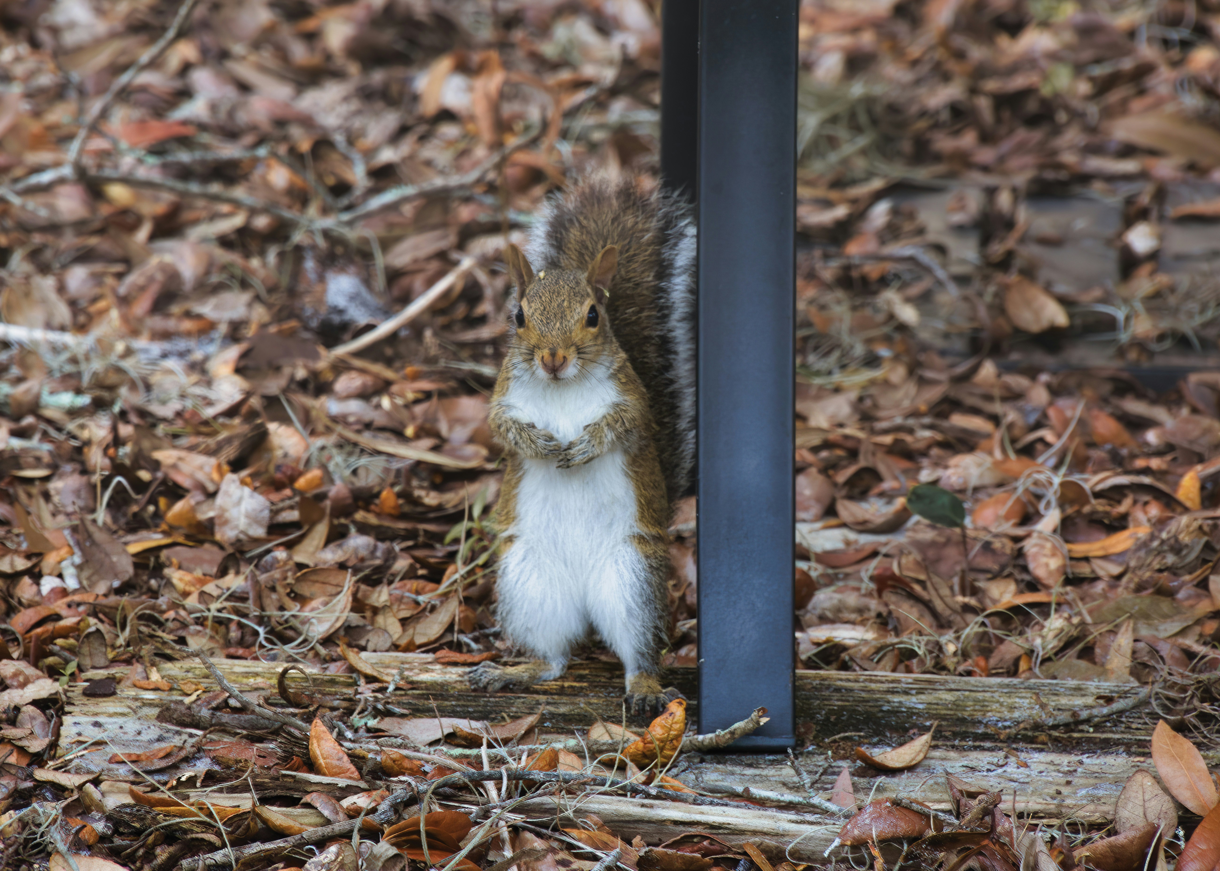Autumn Sentry: Squirrel Upright by a Steel Post