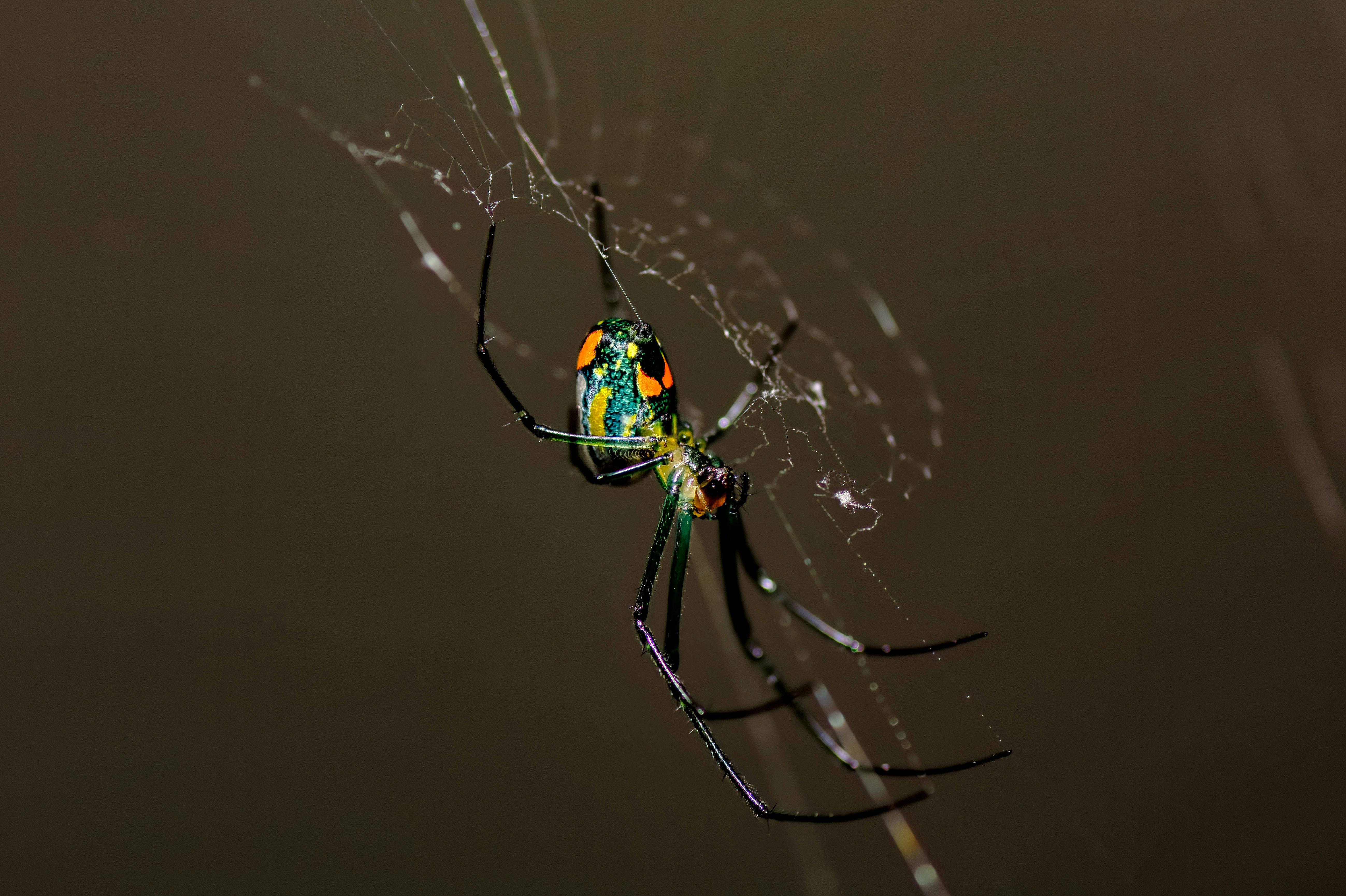 Emerald Orb-Weaver Suspended in a Silky Web