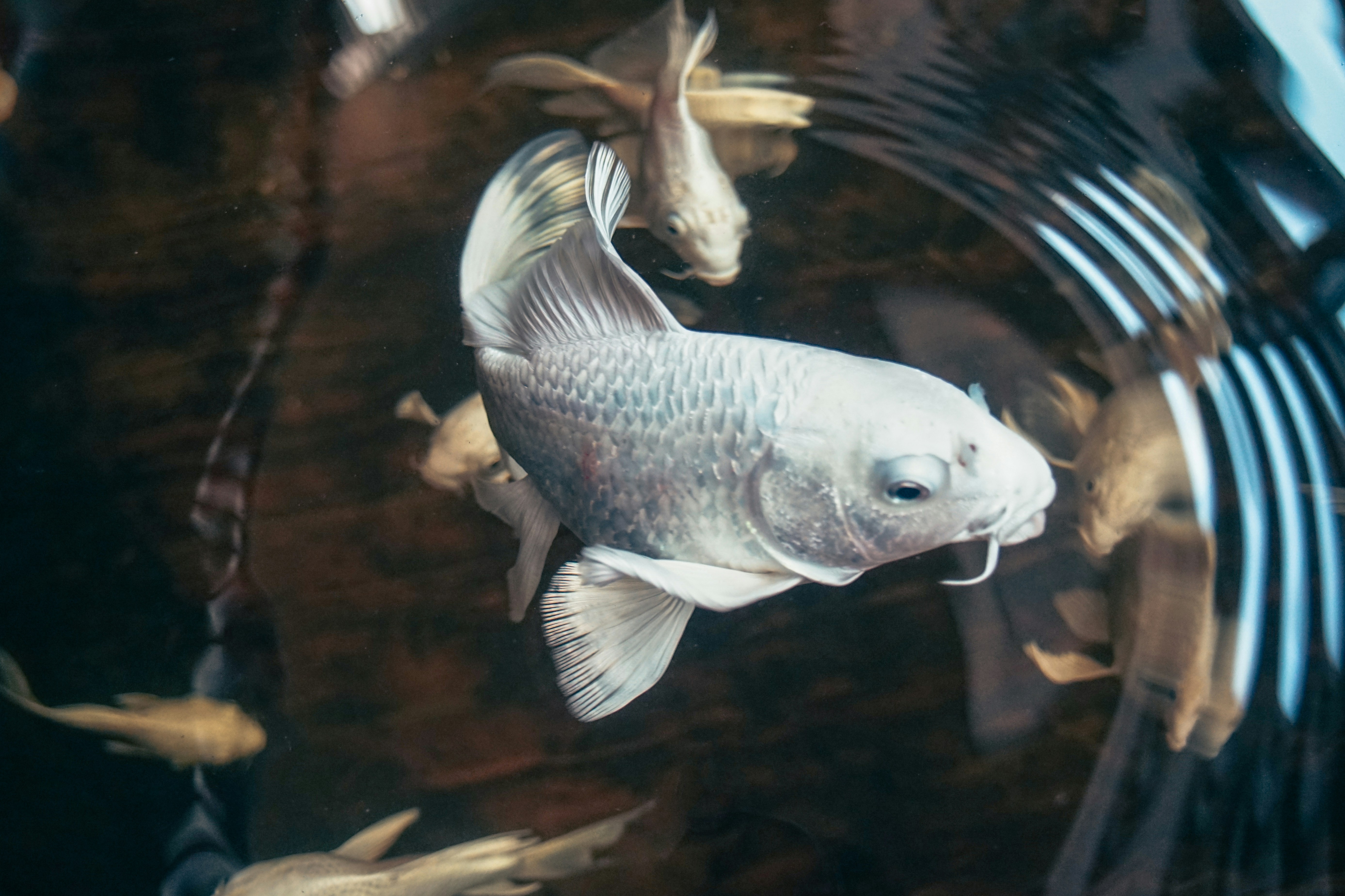 Un groupe de poissons nageant dans un étang photo – Photo Aquatique ...