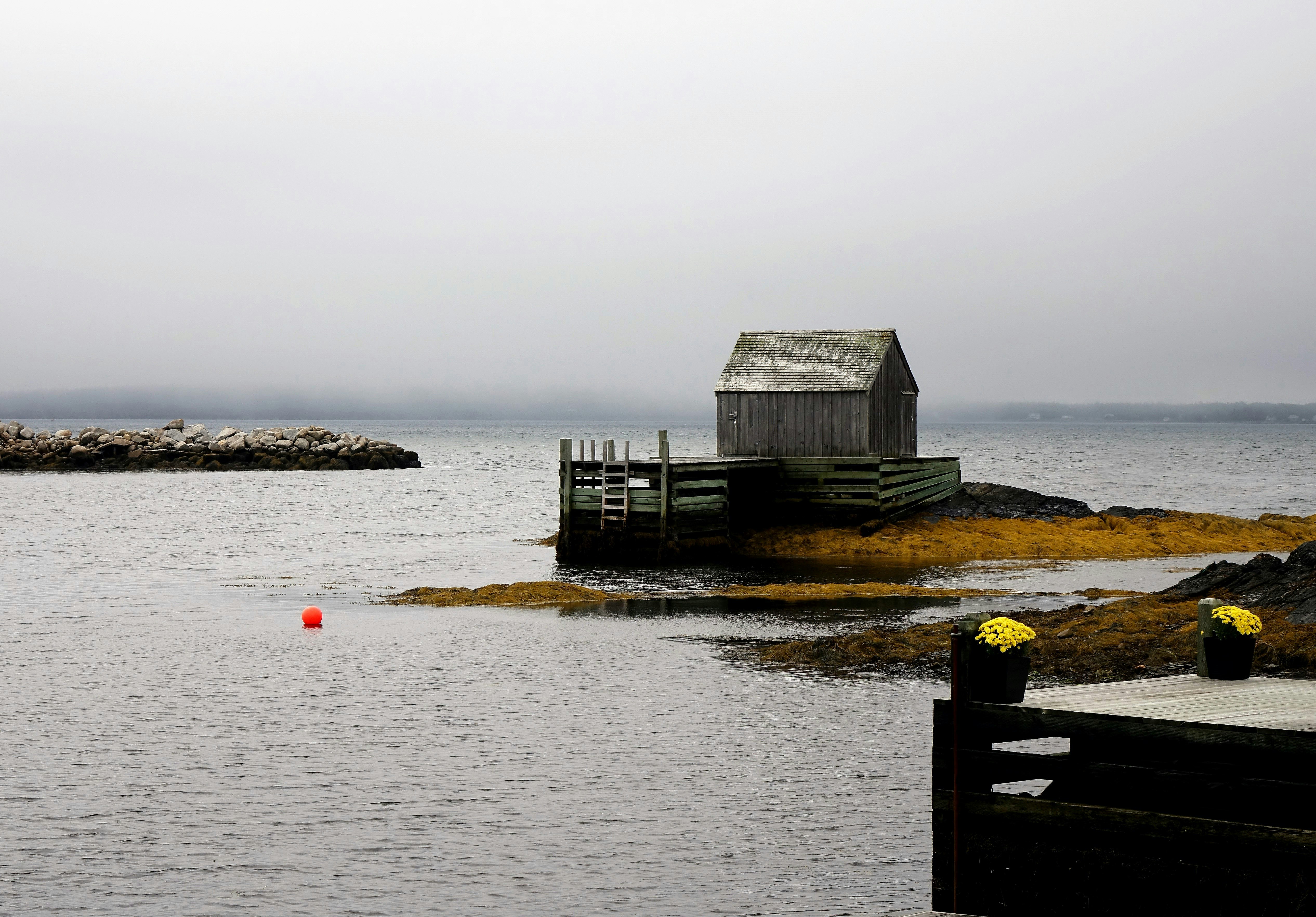 A weathered wooden shack sits on a small jetty jutting into calm coastal waters under an overcast sky. Bright yellow flowers frame the foreground as a dark pier leads the eye toward the shack.