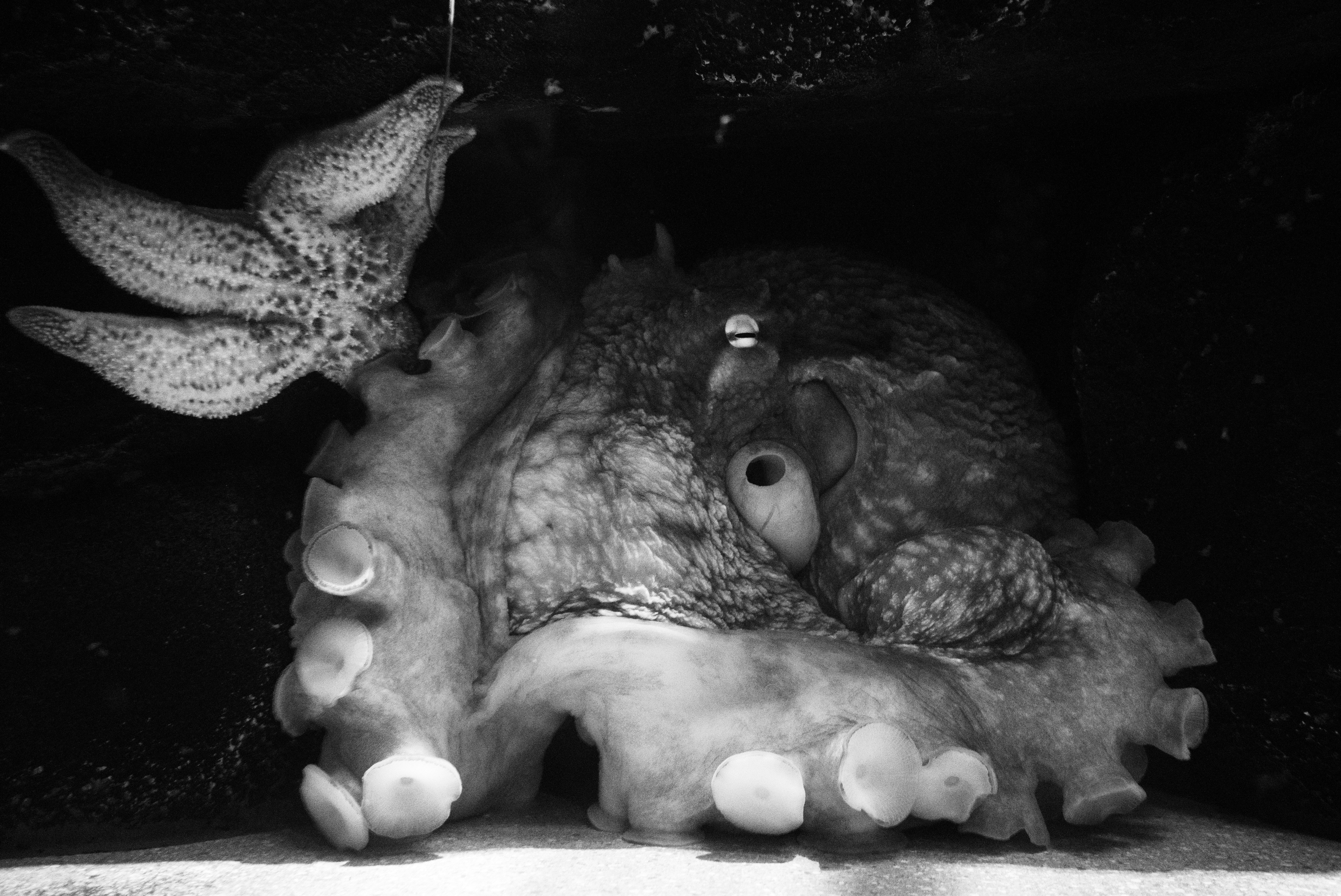 A black and white photo of an octopus photo – Free Octopus Image on ...