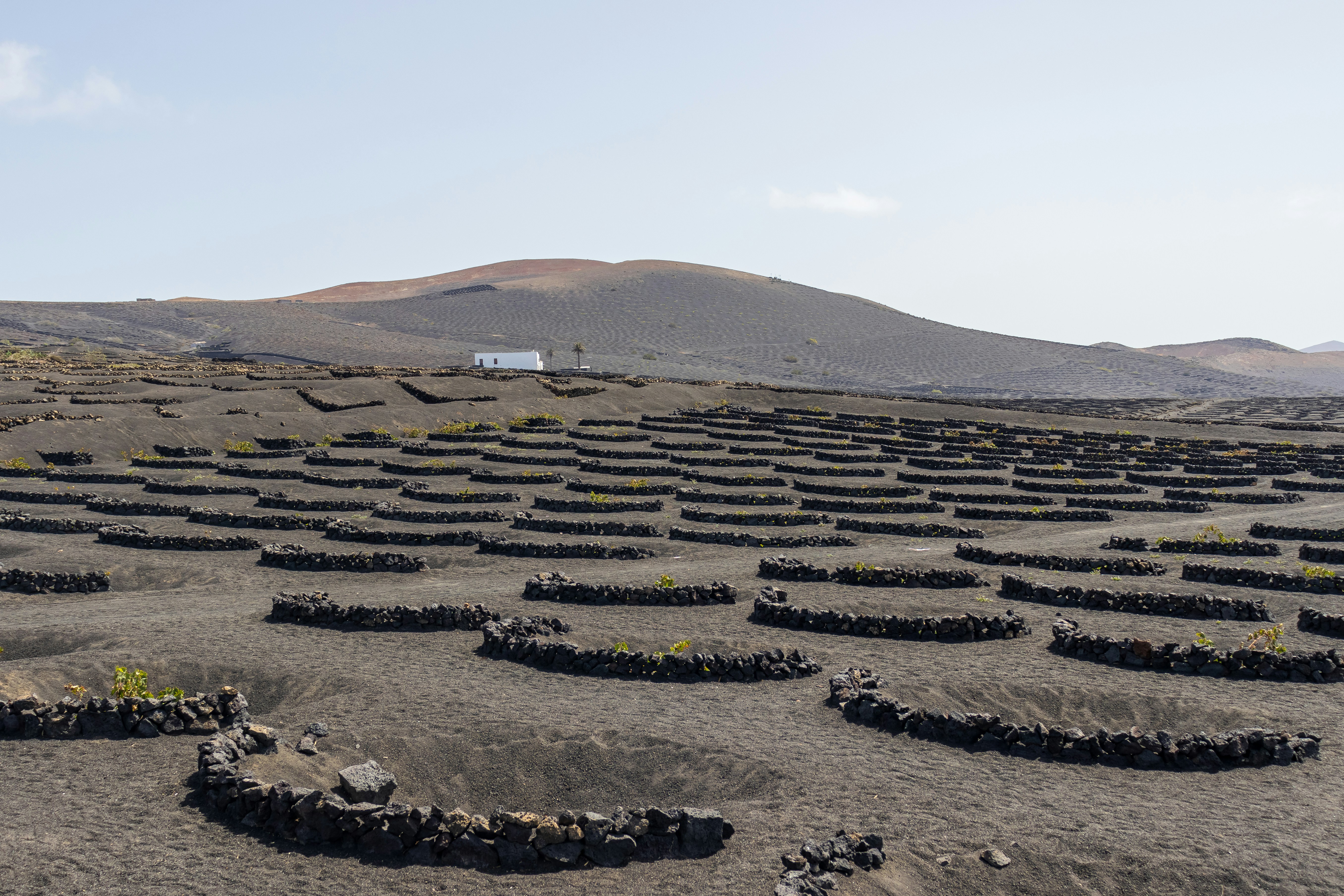 Circular stone-walled vineyards on a volcanic landscape with distant hills under a clear sky.