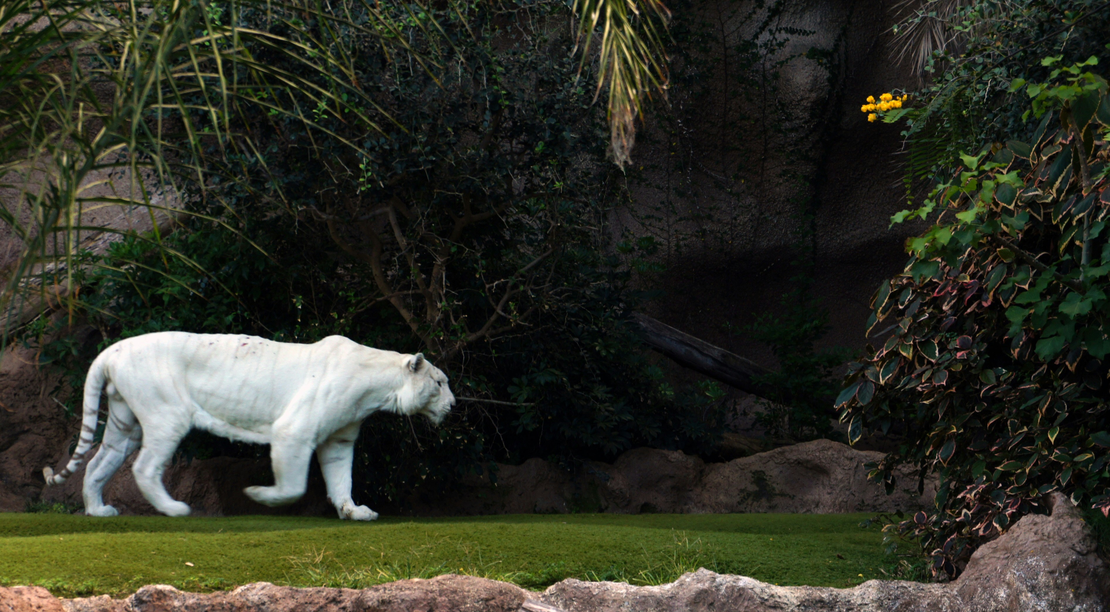 Foto Un oso polar blanco caminando por un exuberante campo verde ...