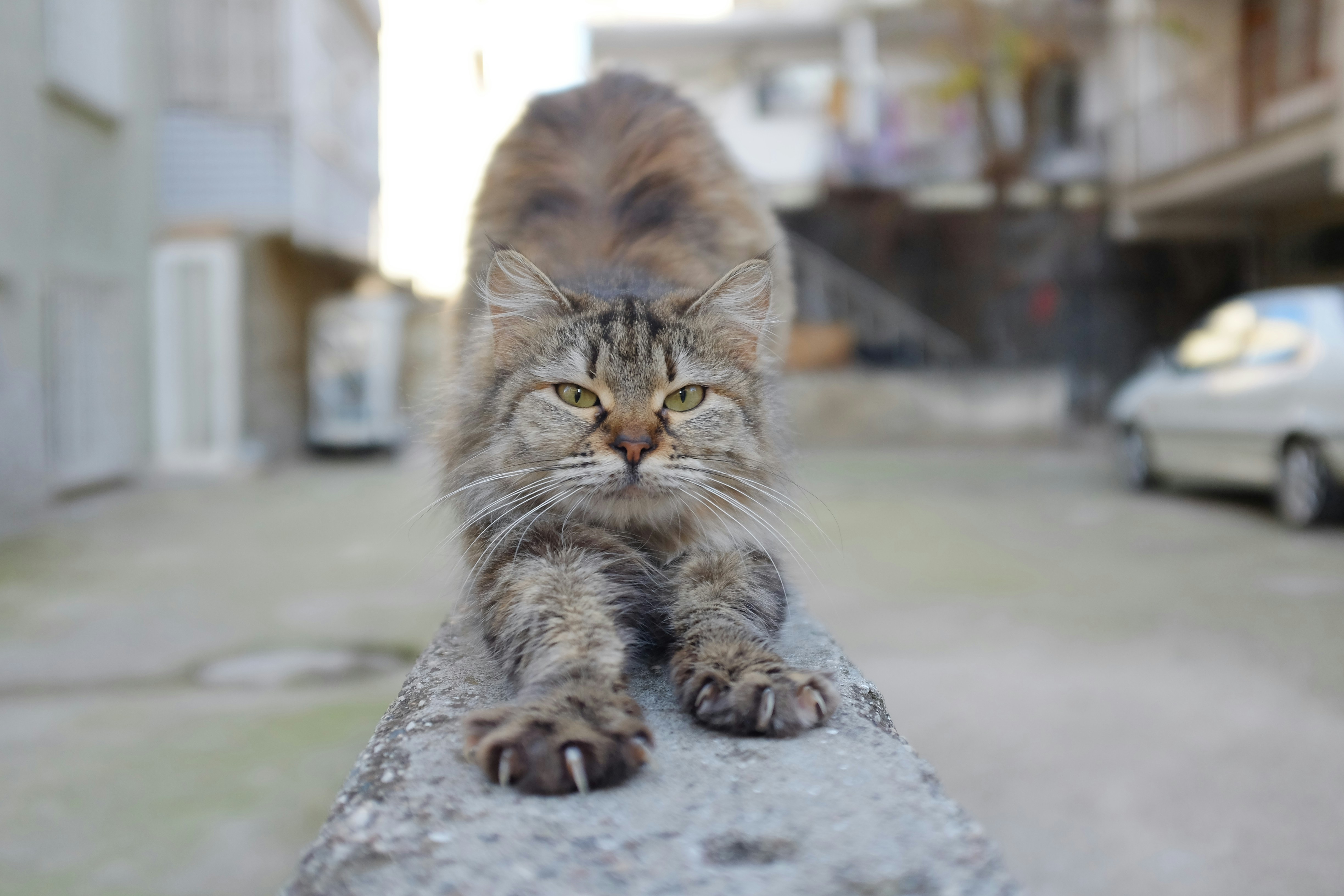 a cat that is sitting on a ledge