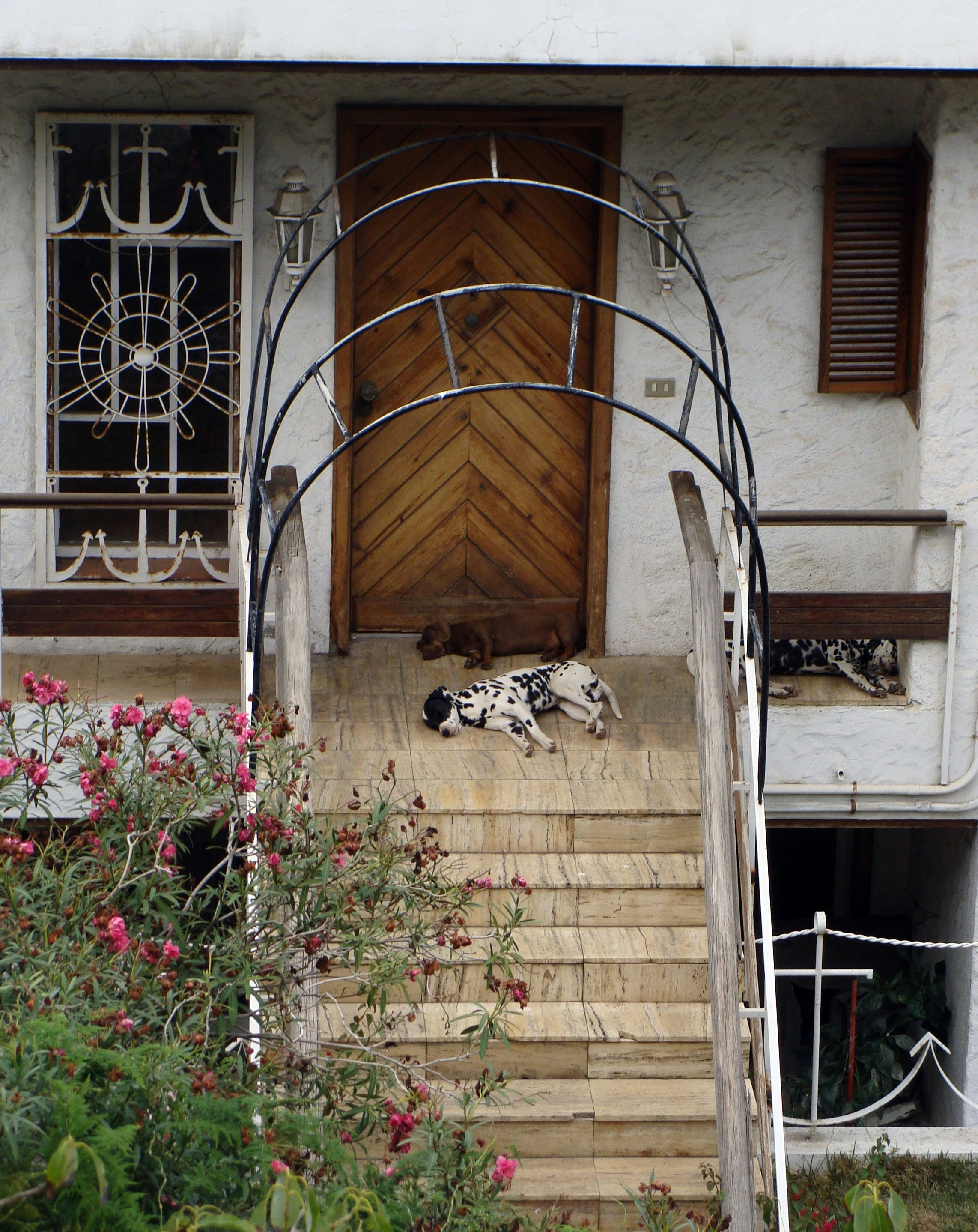 Two dogs lounging on a wooden staircase in front of a rustic home, framed by vibrant flowers and a decorative iron archway.