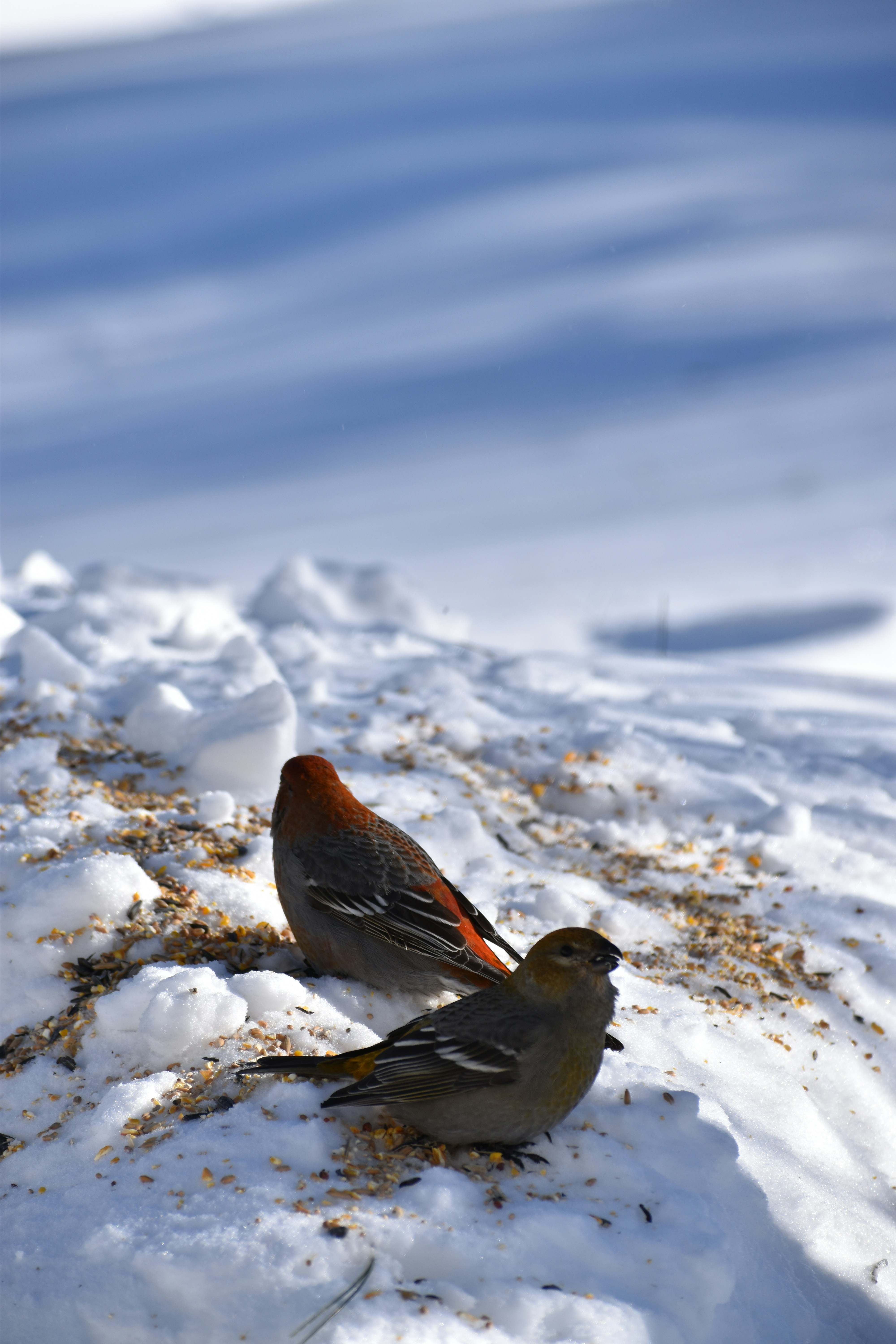 Winter Ground Dwellers: Two Finches Resting Among Snow and Seeds