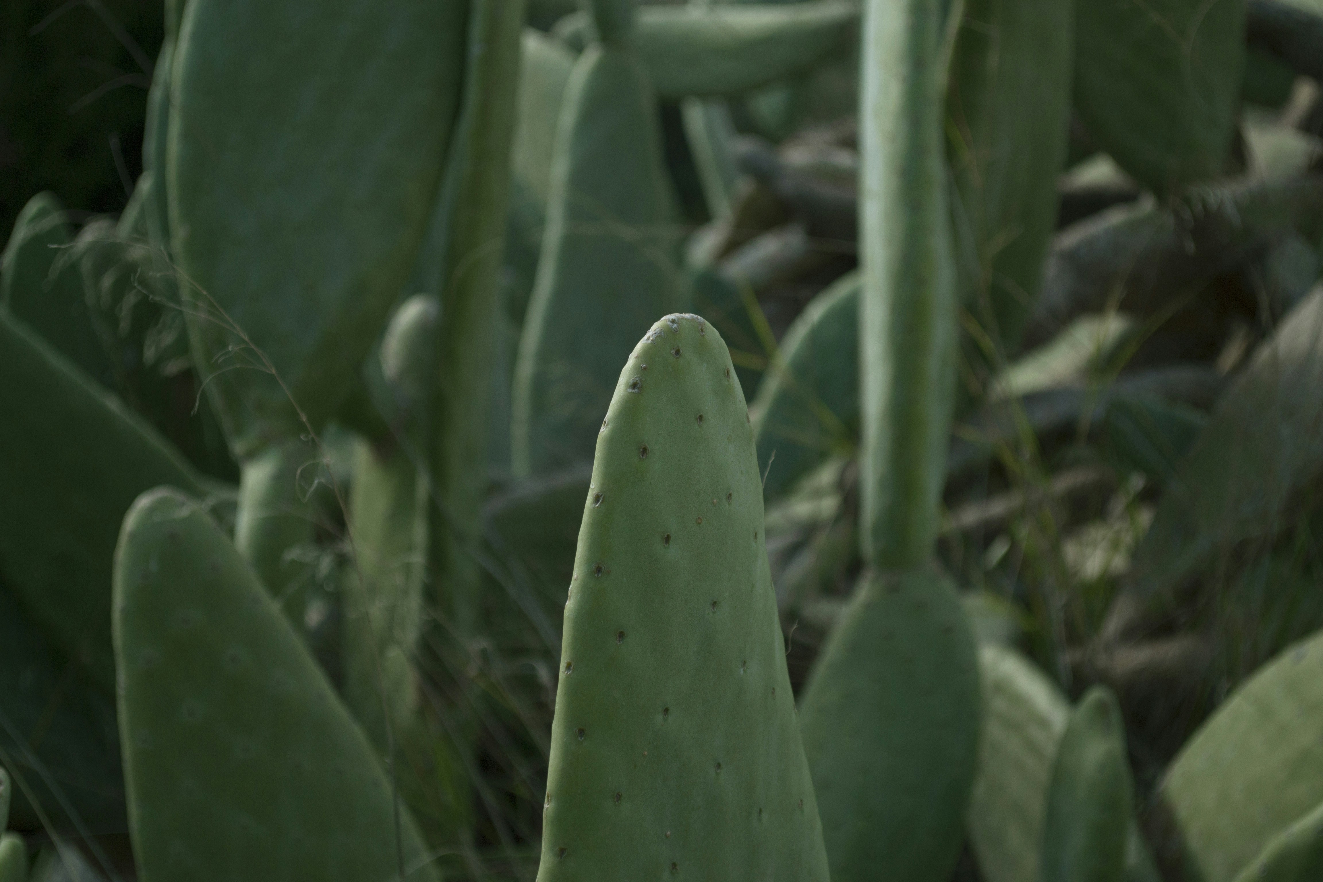 Cactus