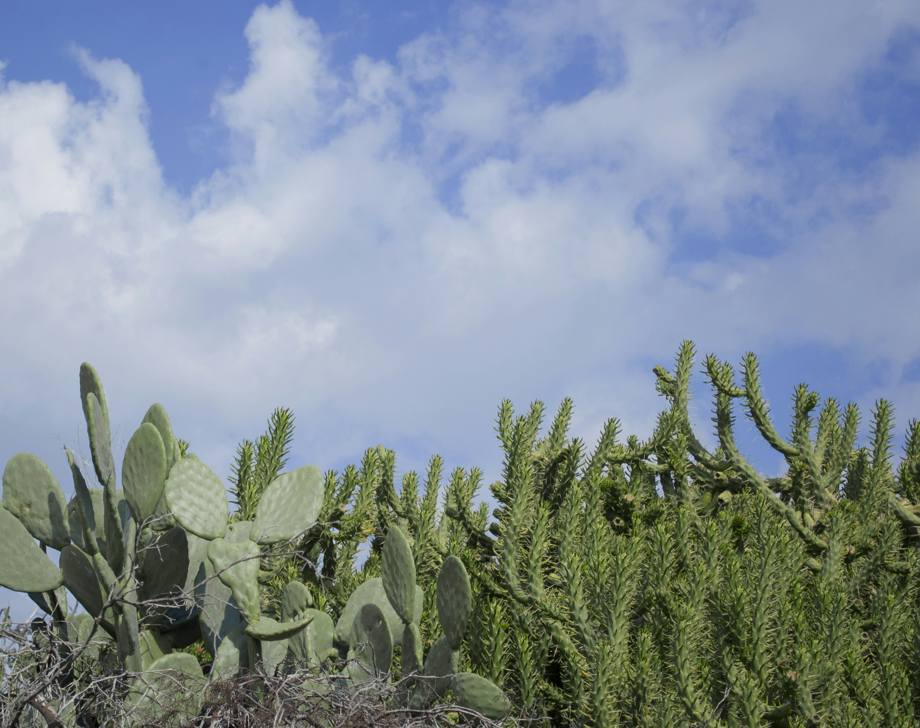 Cactus Ribbon under a Crisp Azure Sky