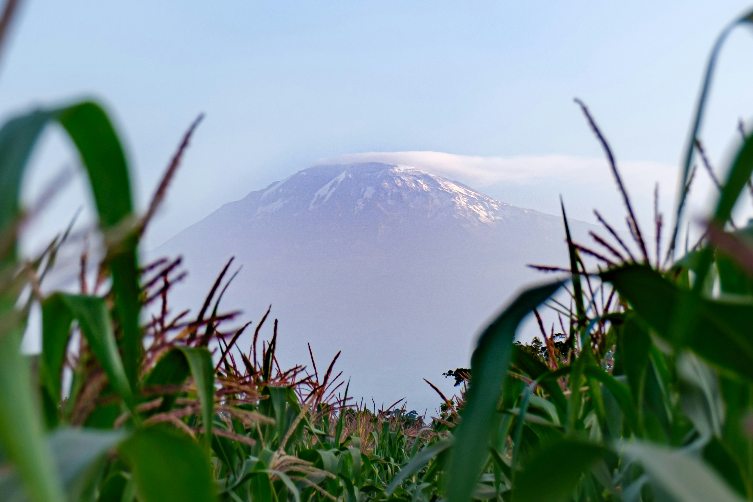 Snow-capped Mt. Kilimanjaro seen through a foreground of green maize plants under a clear sky.