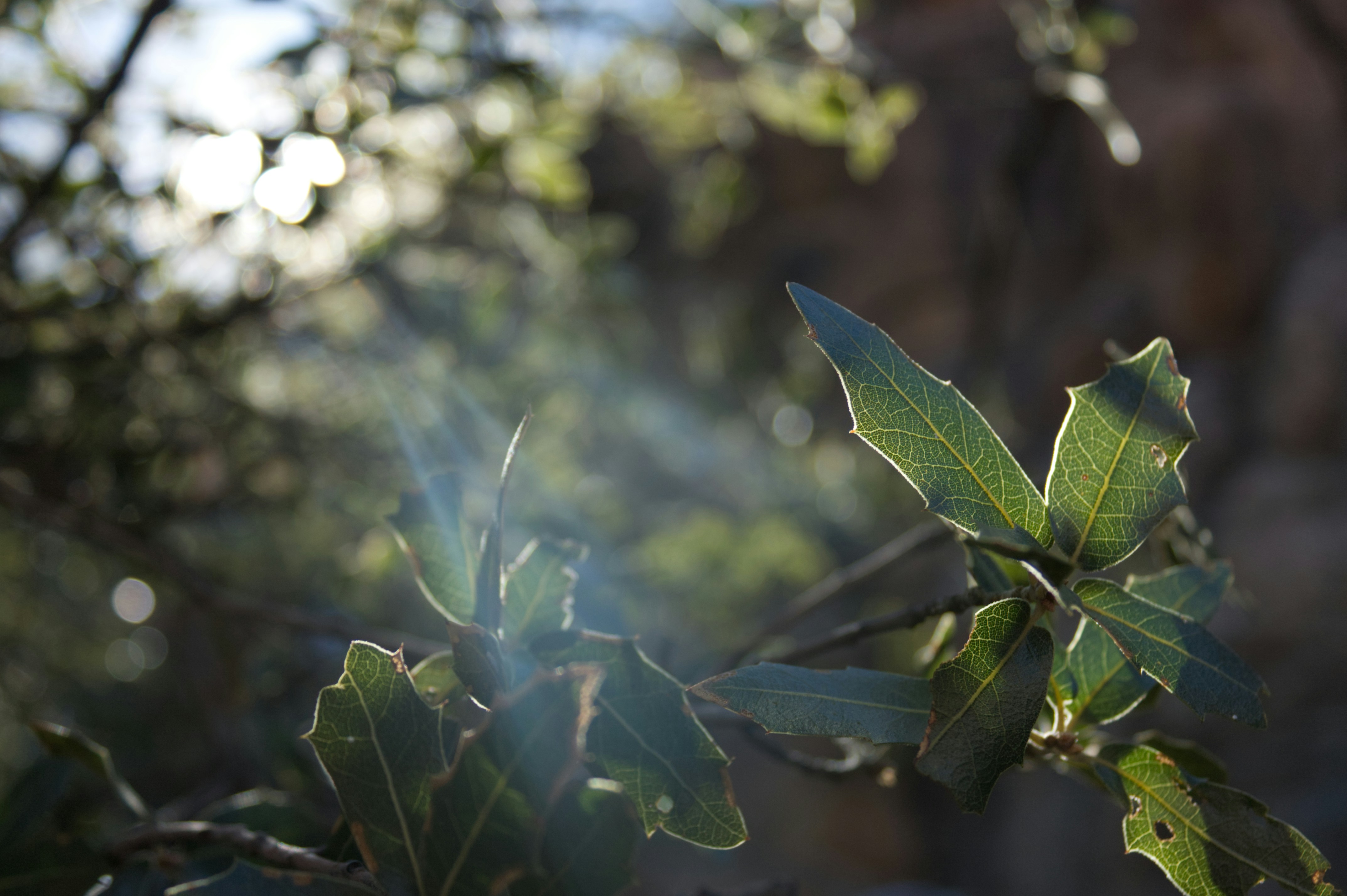 The sun shines through the leaves of a tree photo – Free Leaves Image on Unsplash