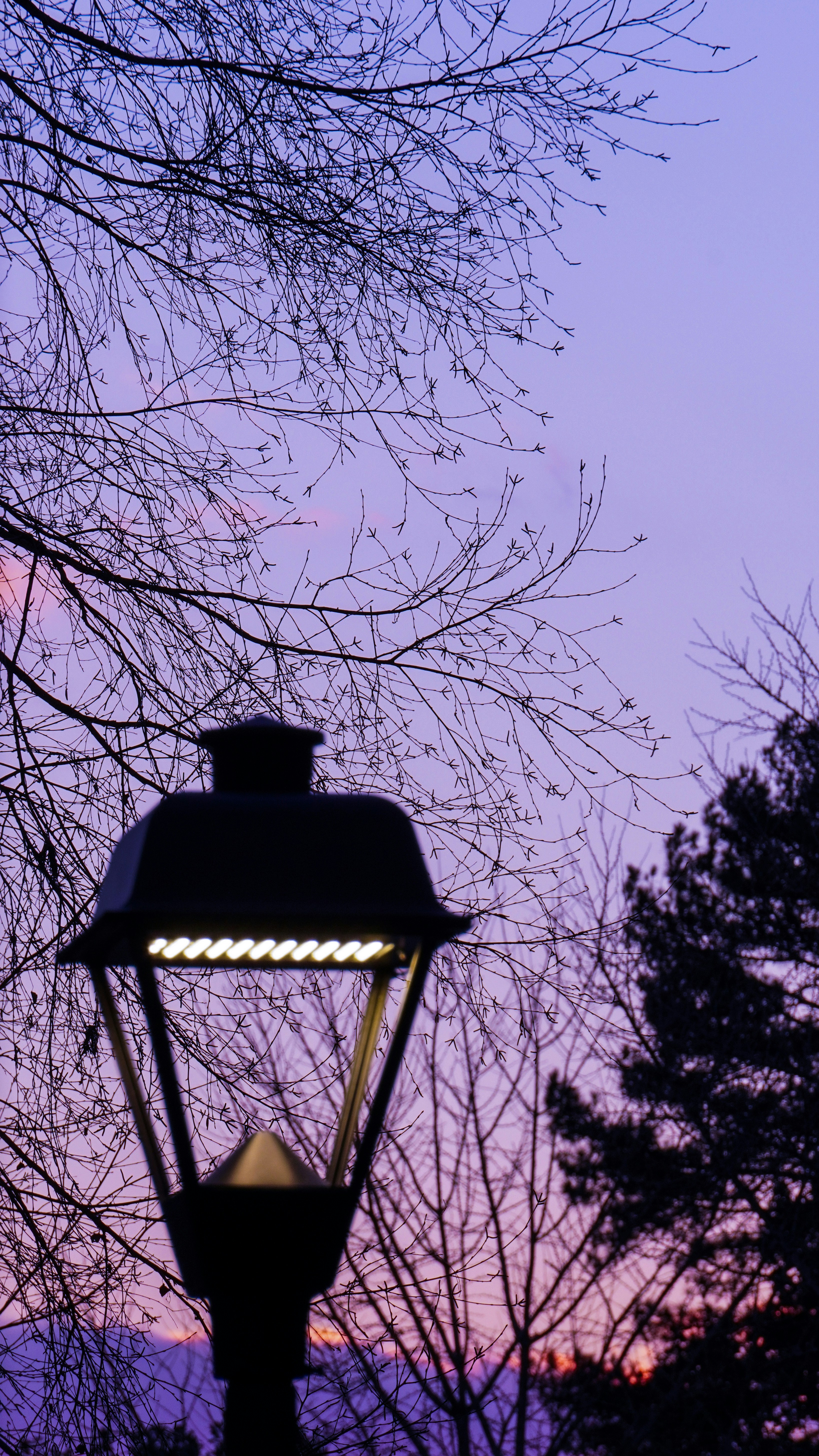 Twilight Lantern Under a Veil of Bare Branches