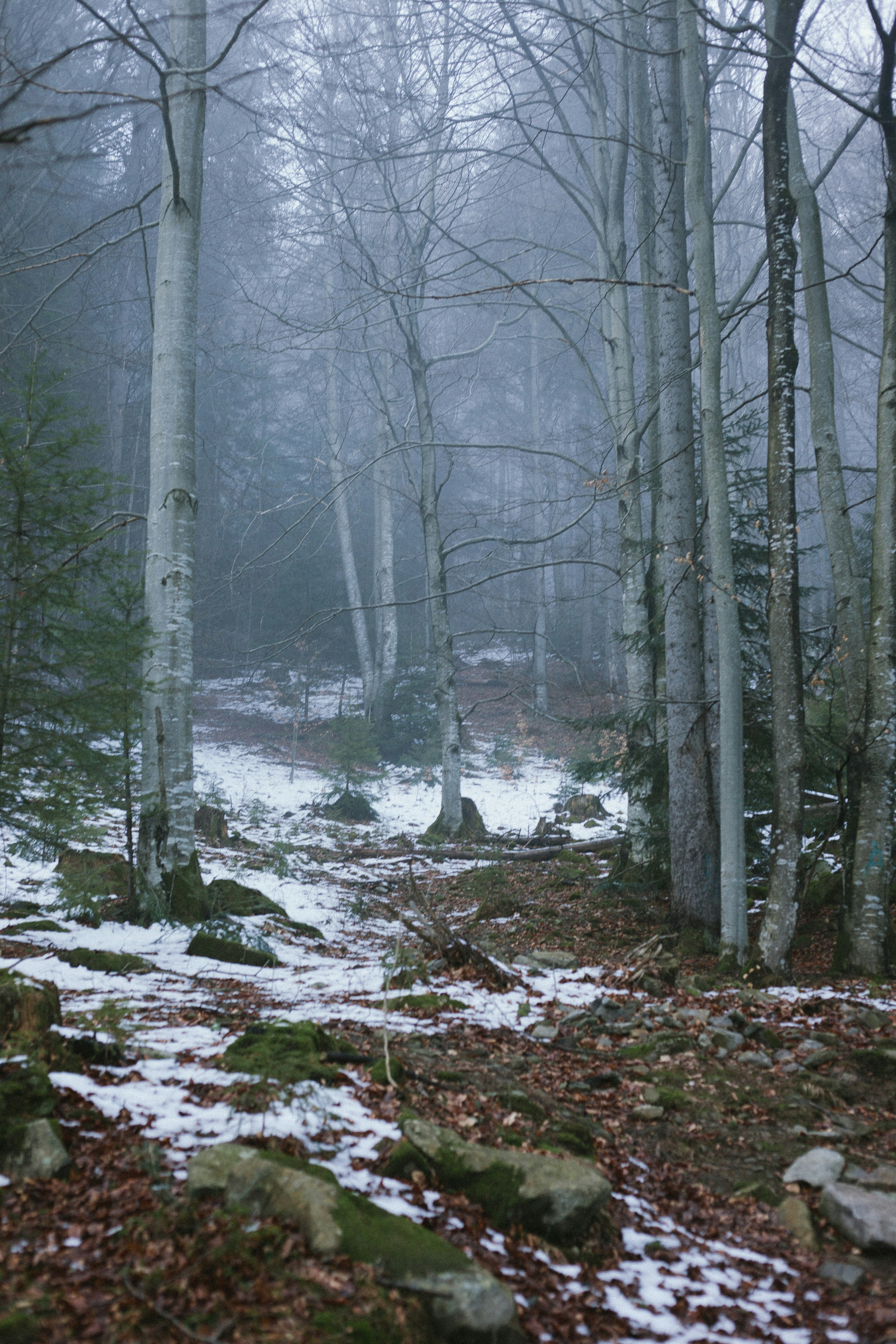 Birch Alley in Mist: A Snow-Flecked Forest Path