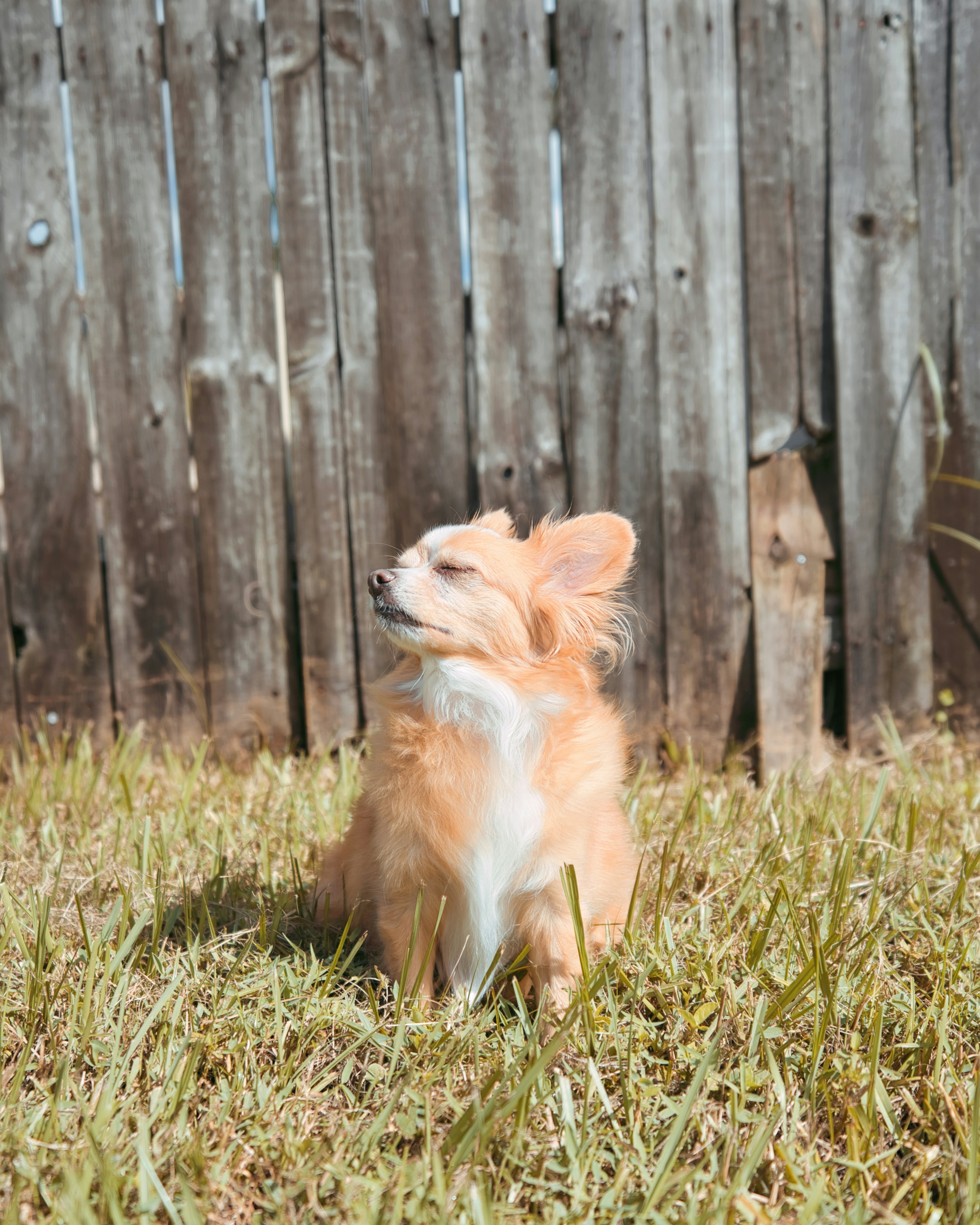 Sunlit Golden Pup Basking by a Weathered Fence