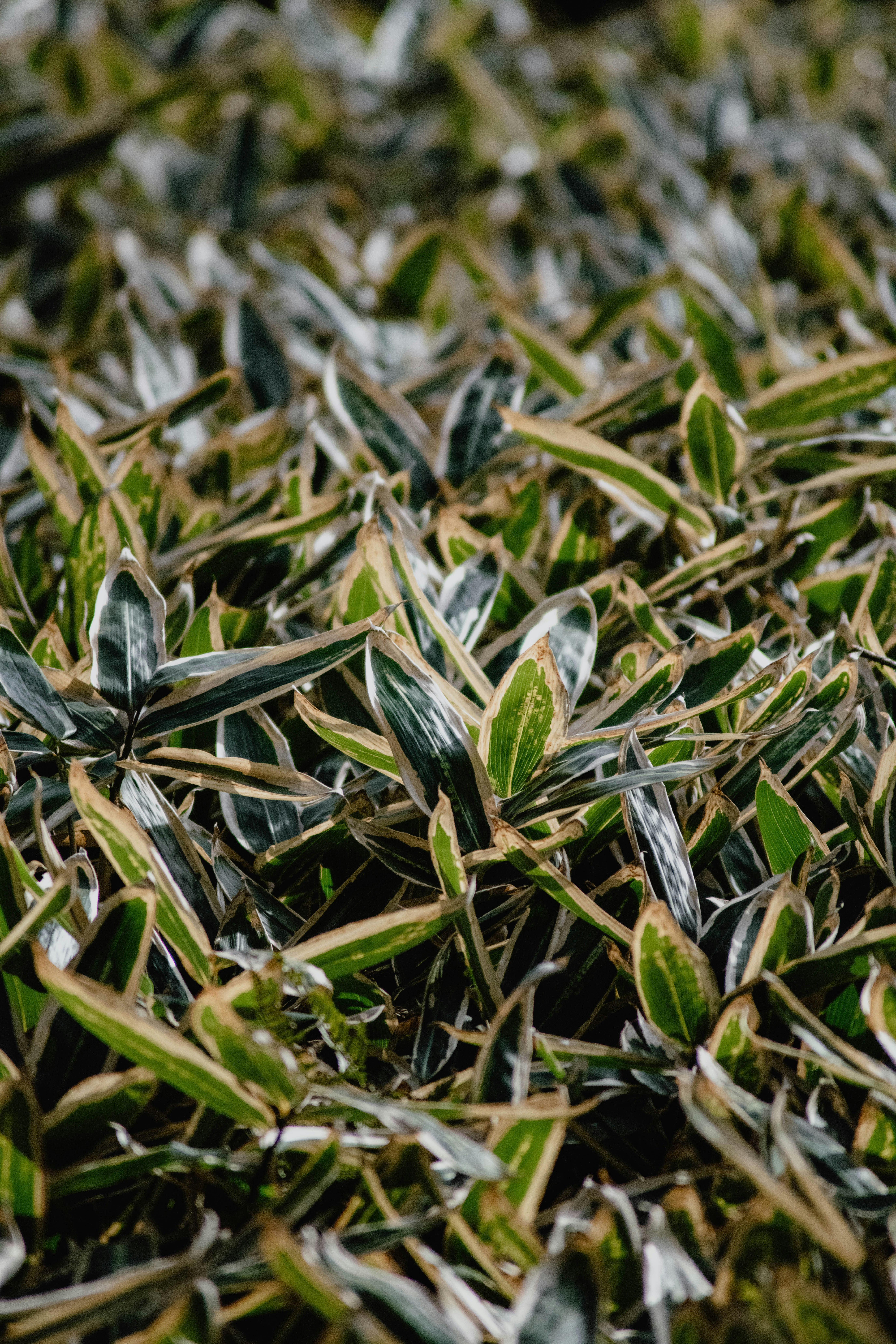 Photo by Mohamed Jamil Latrach with Nikon D850