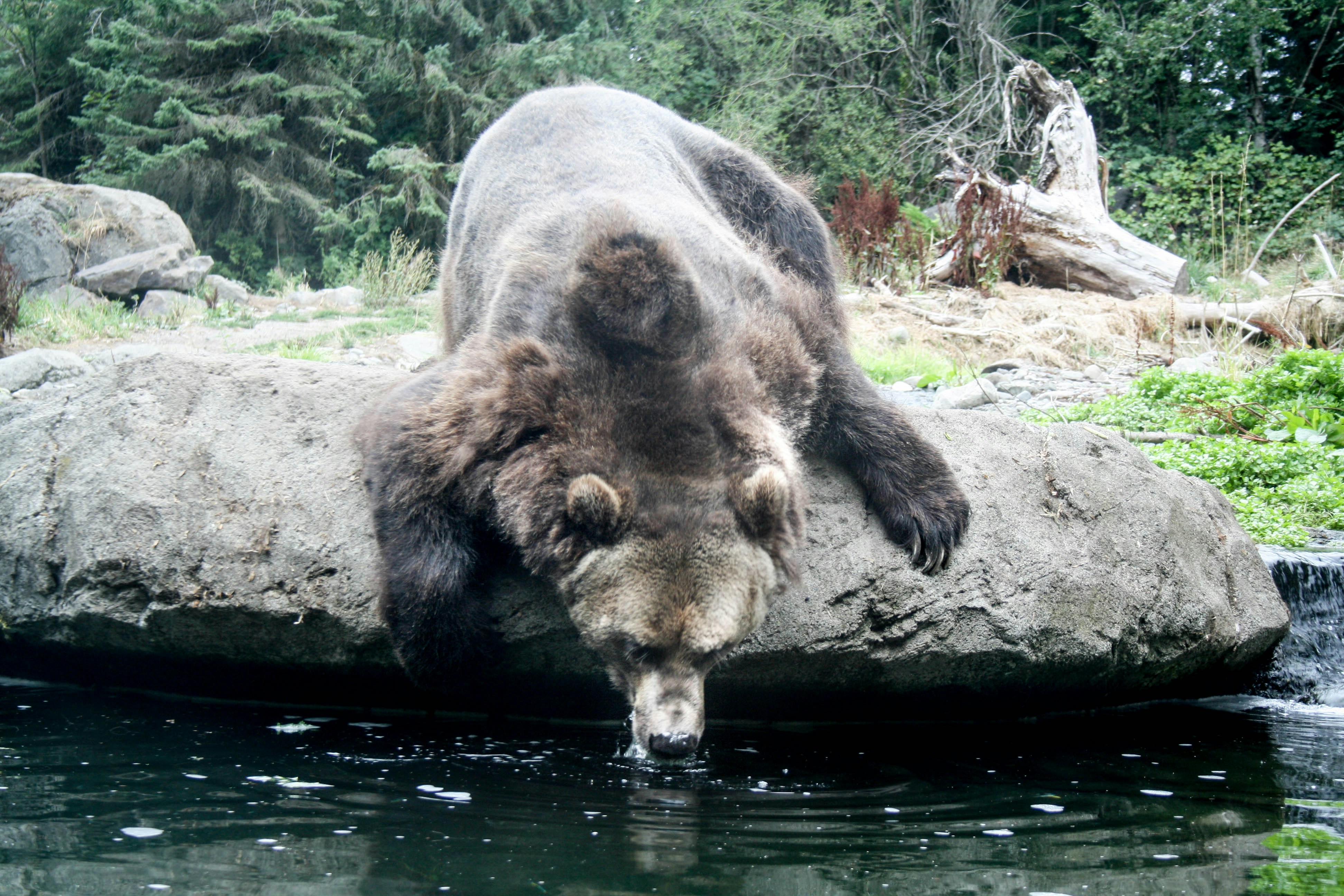 A grizzly bear leans over a rock, intently drinking from a tranquil pool of water surrounded by lush greenery.