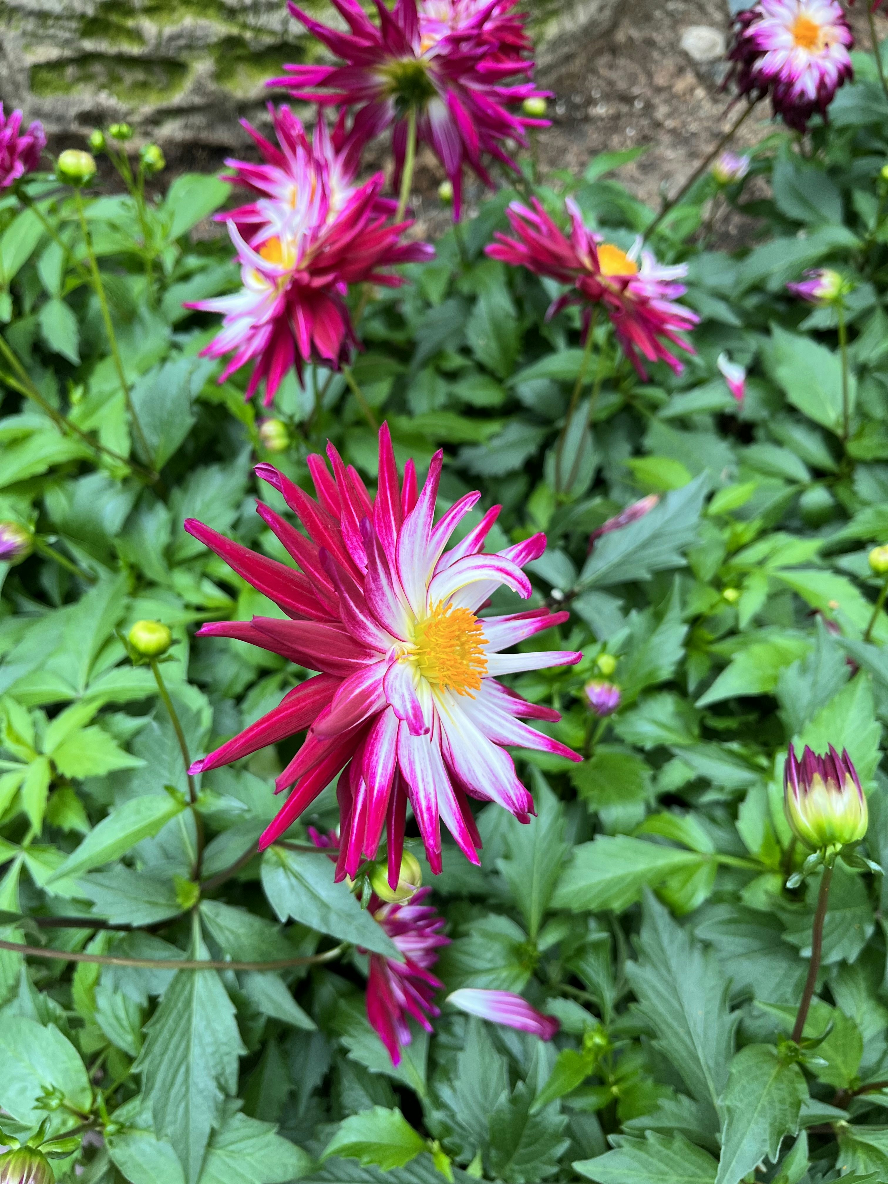 a bunch of flowers that are in the grass
