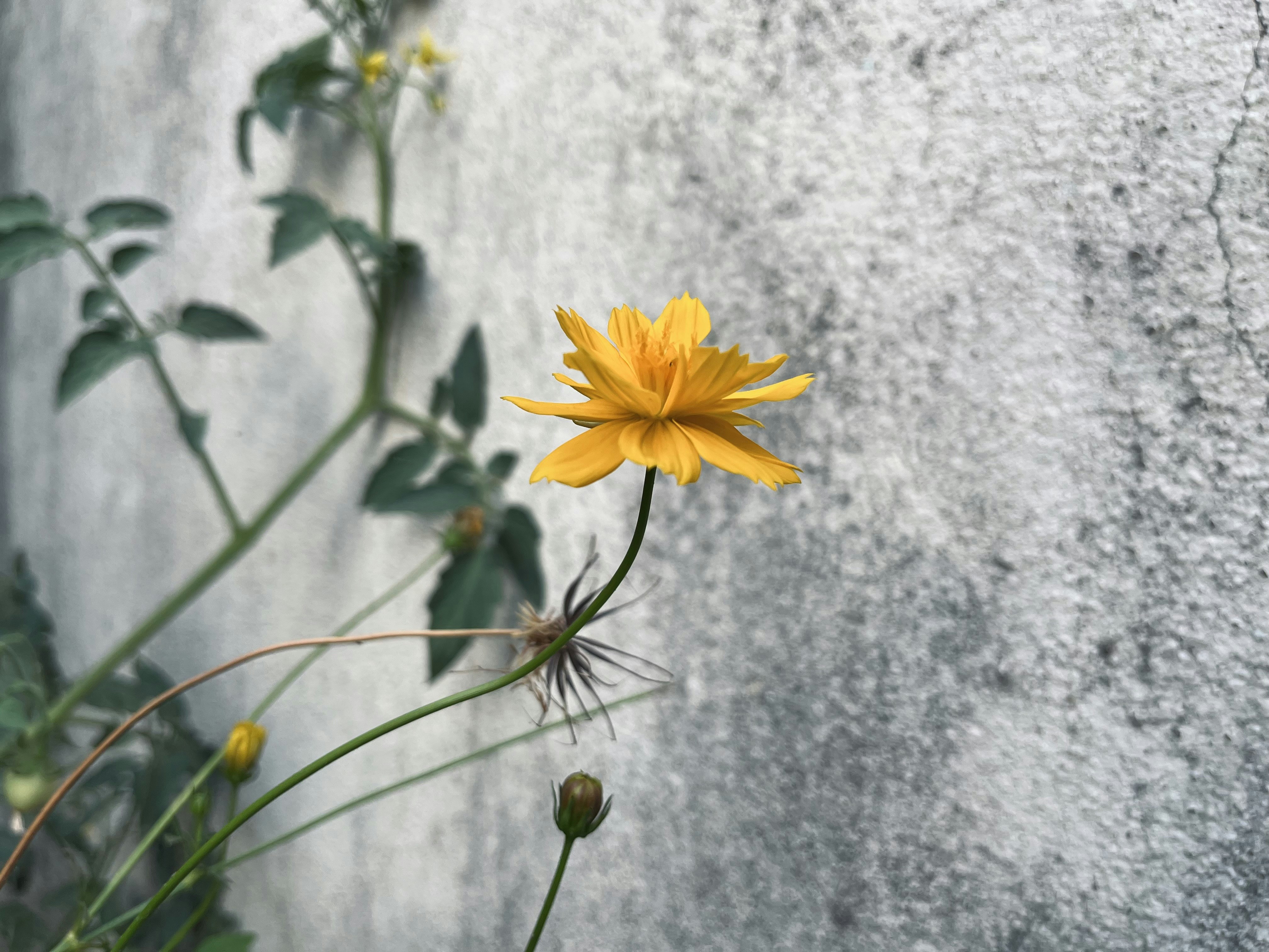 Golden Cosmos Against a Weathered Concrete Backdrop