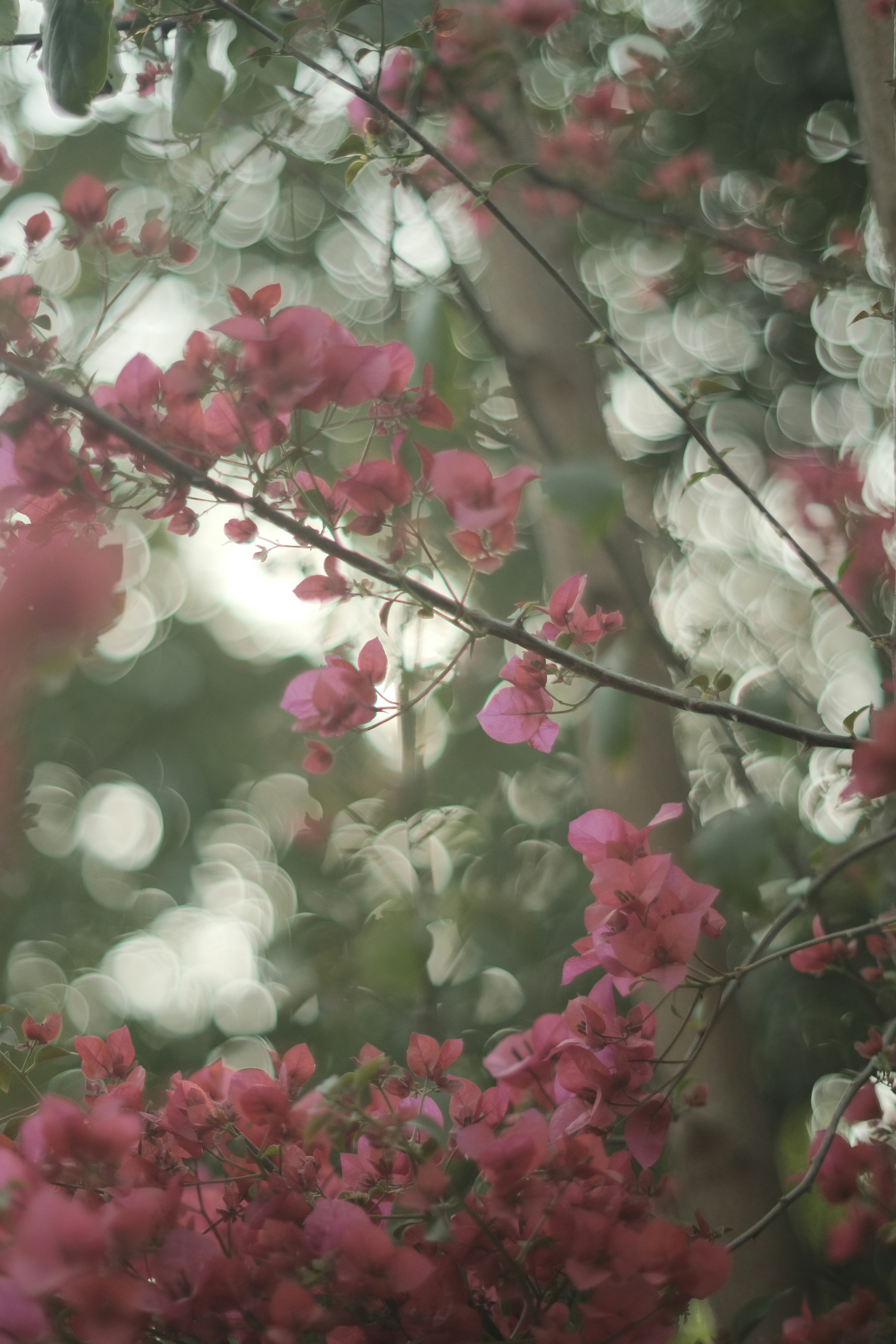 Bougainvillea Veil: Pink Blooms in Dreamy Bokeh