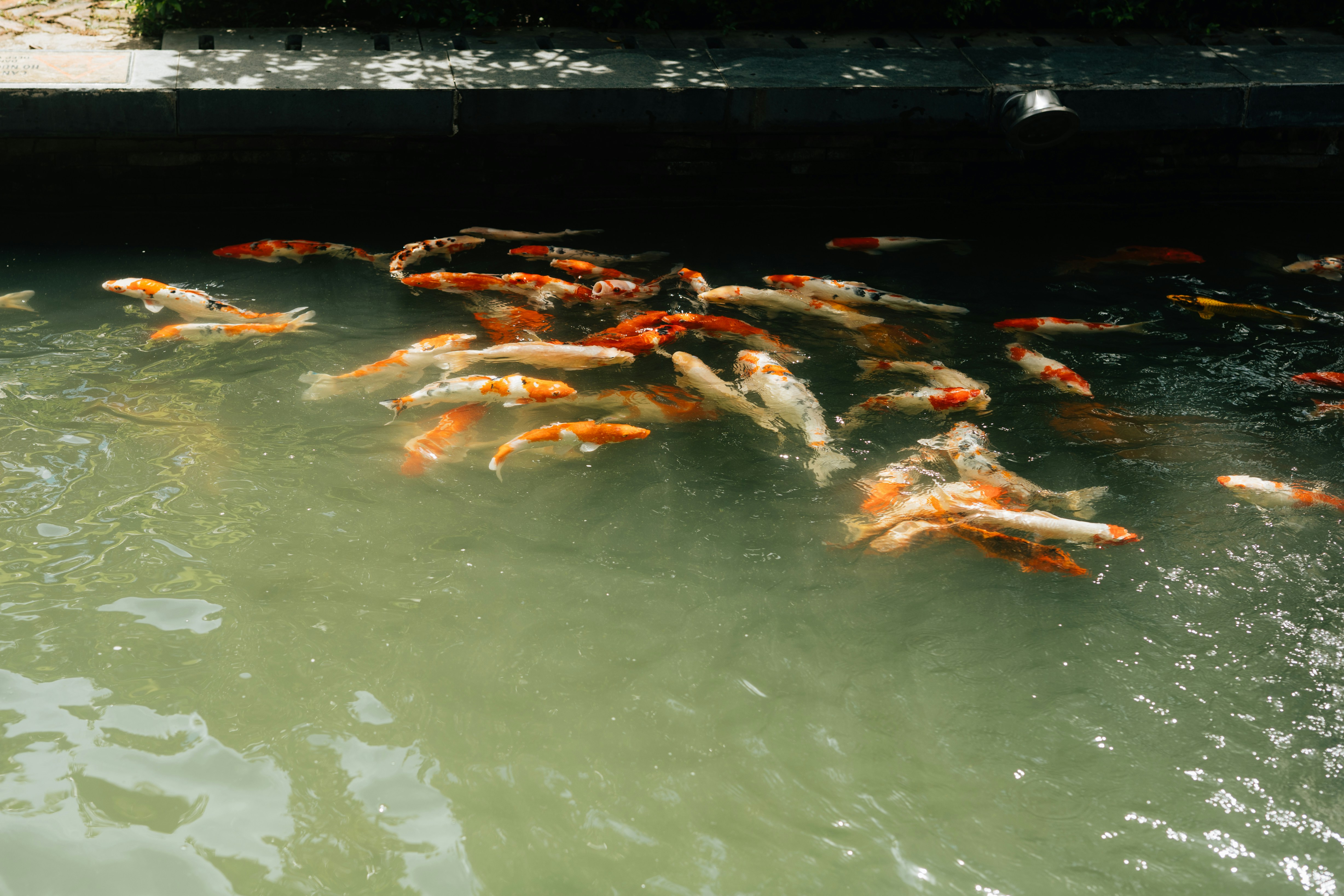 Photo by Hai Nguyen with Sony Alpha 7 III