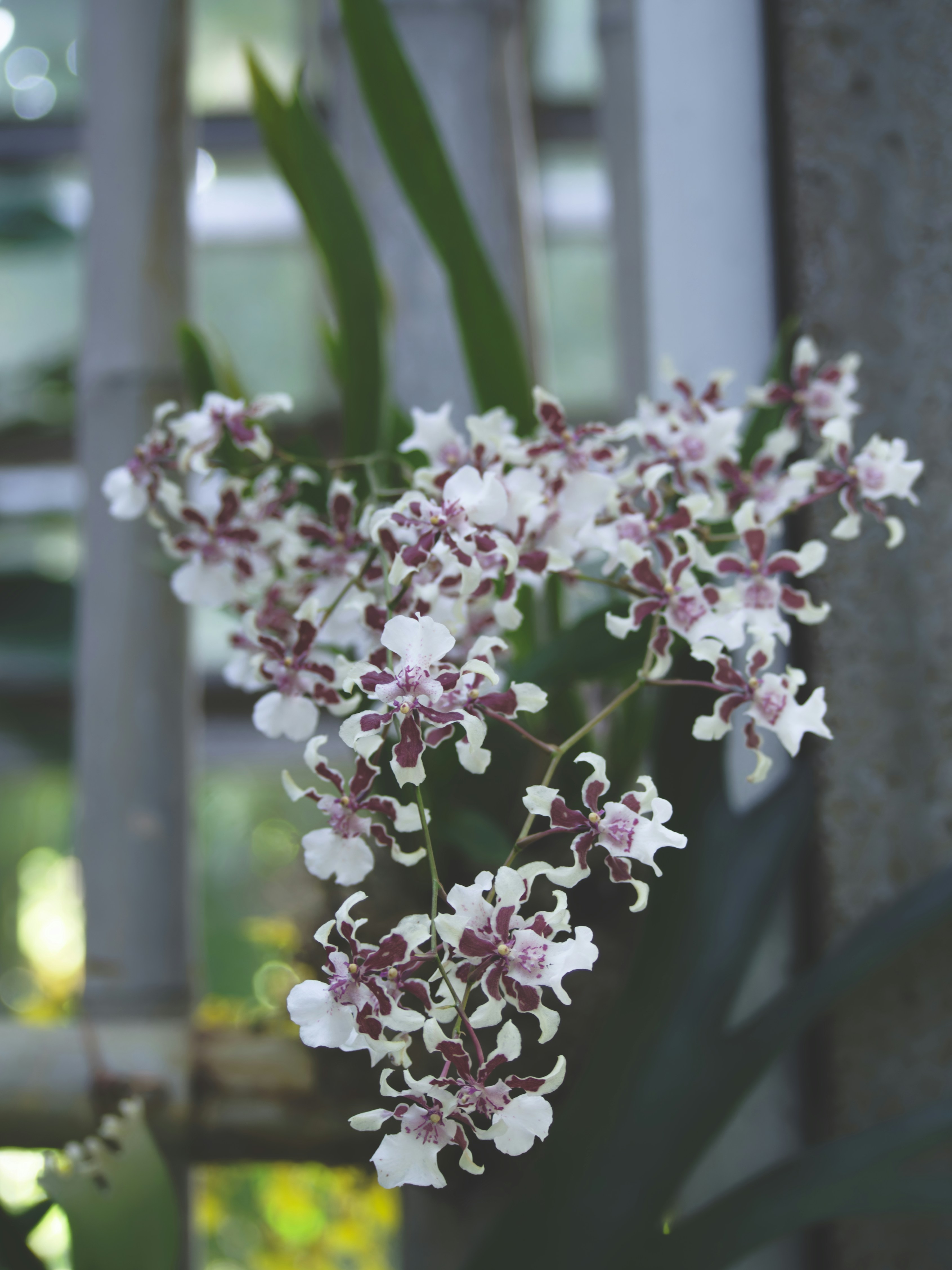 Cascade of Orchid Delicacy in a Garden Nook