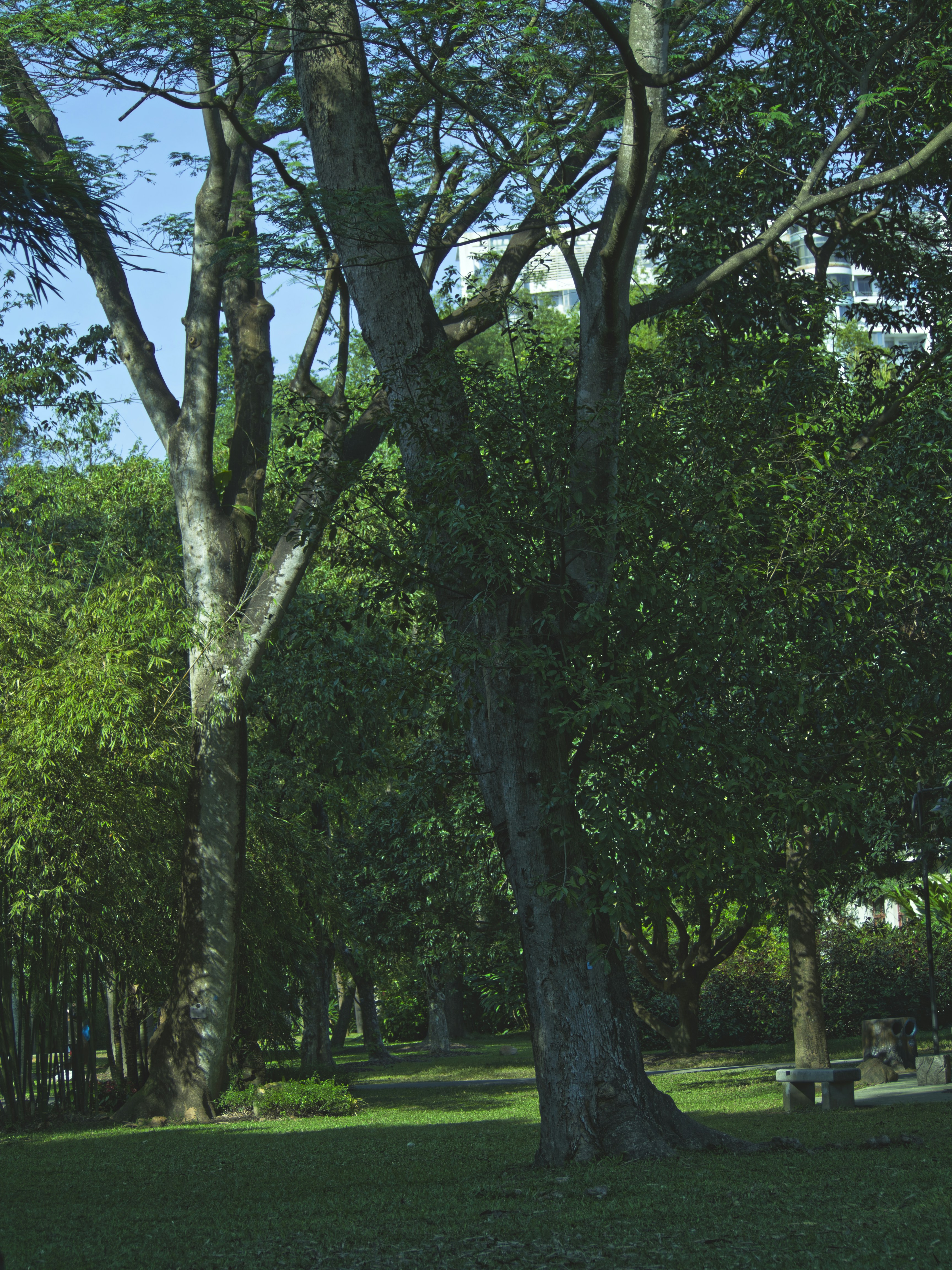 Lush greenery surrounds towering trees, creating a tranquil park atmosphere. A bench invites visitors to pause and enjoy the serene environment.