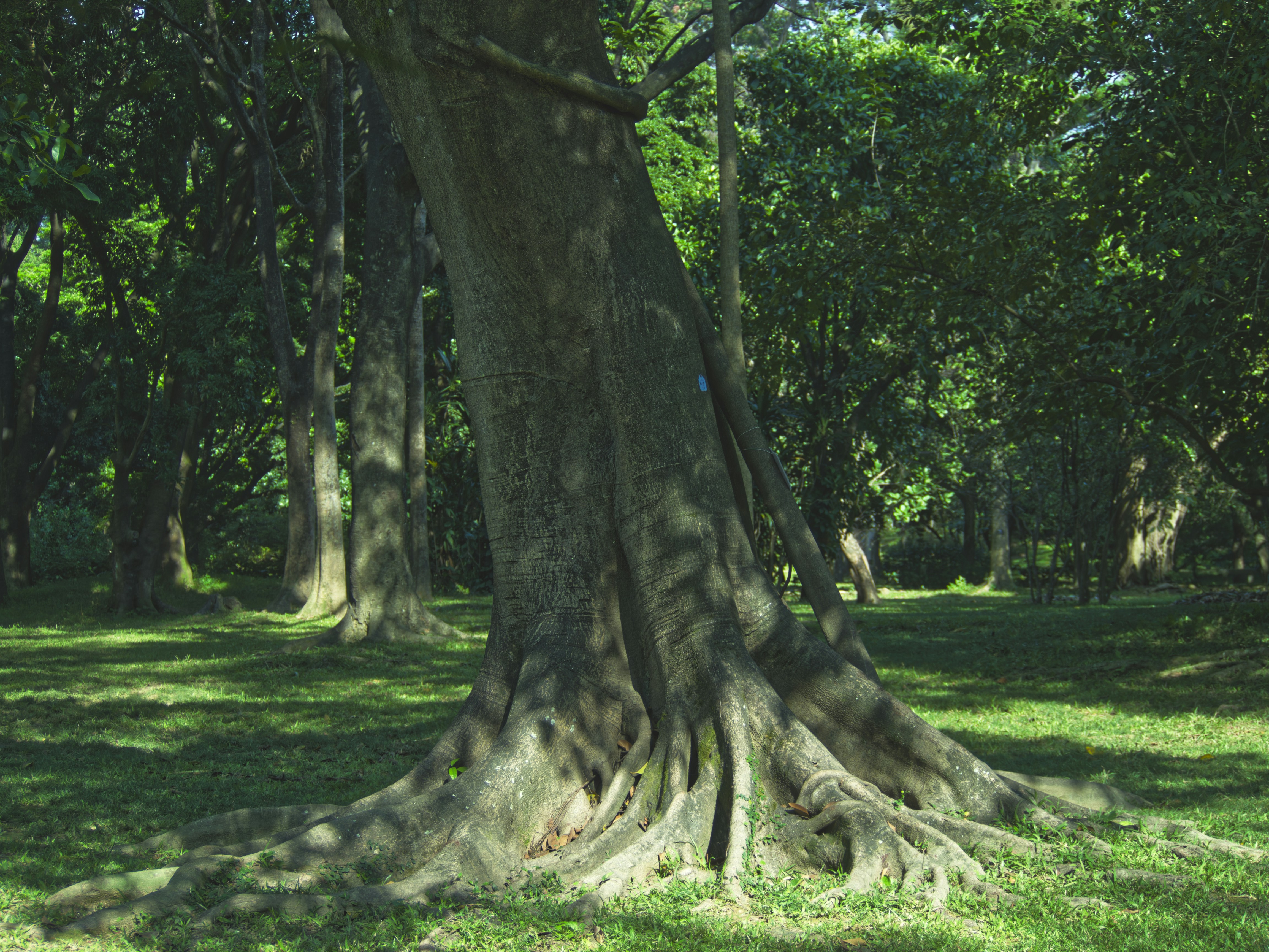 Massive tree trunk with intricate roots and dappled sunlight filtering through the leaves, set in a lush green environment.