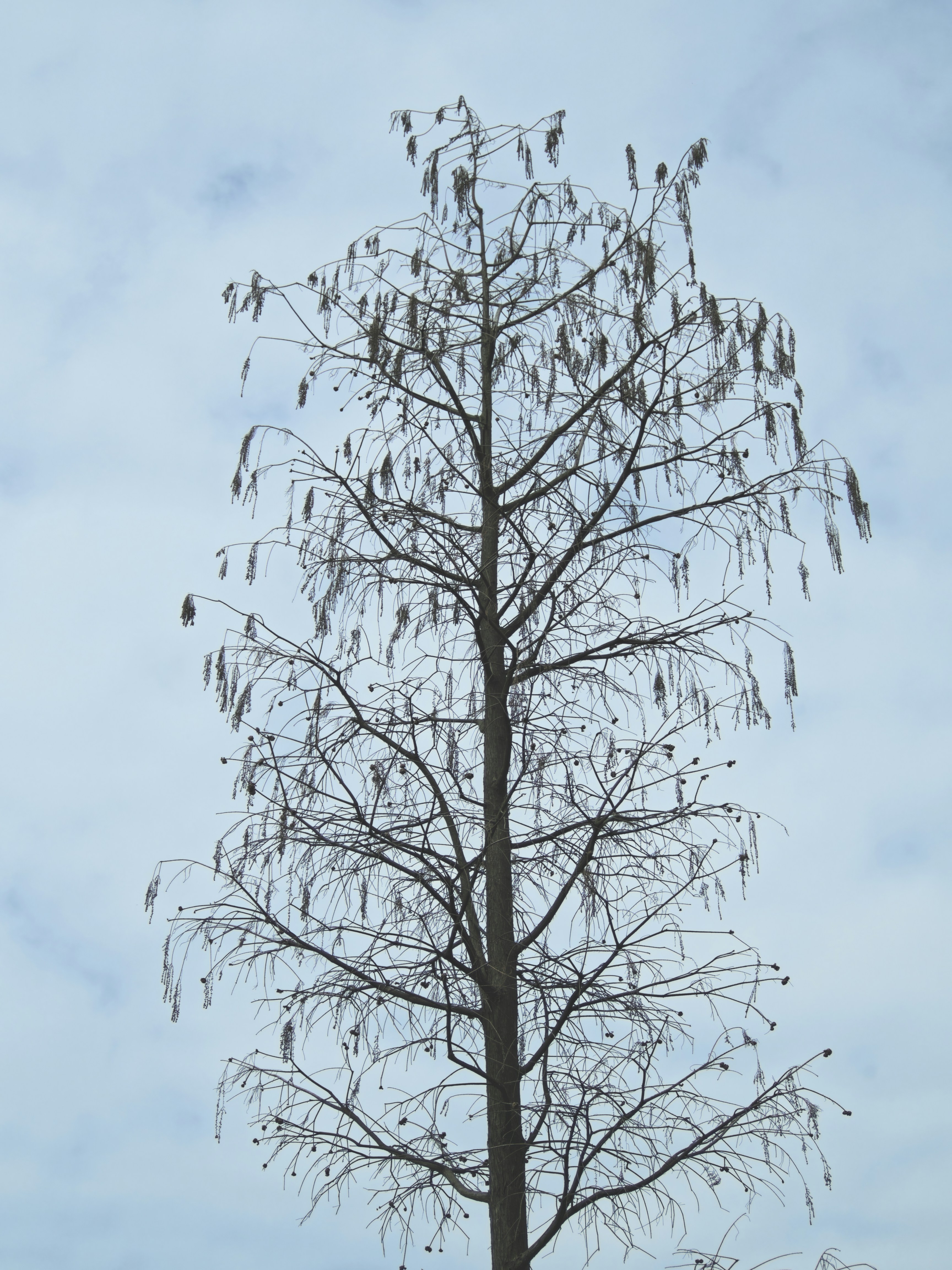 Vertical Silence: Tall Leafless Tree Reaches Toward a Quiet Sky