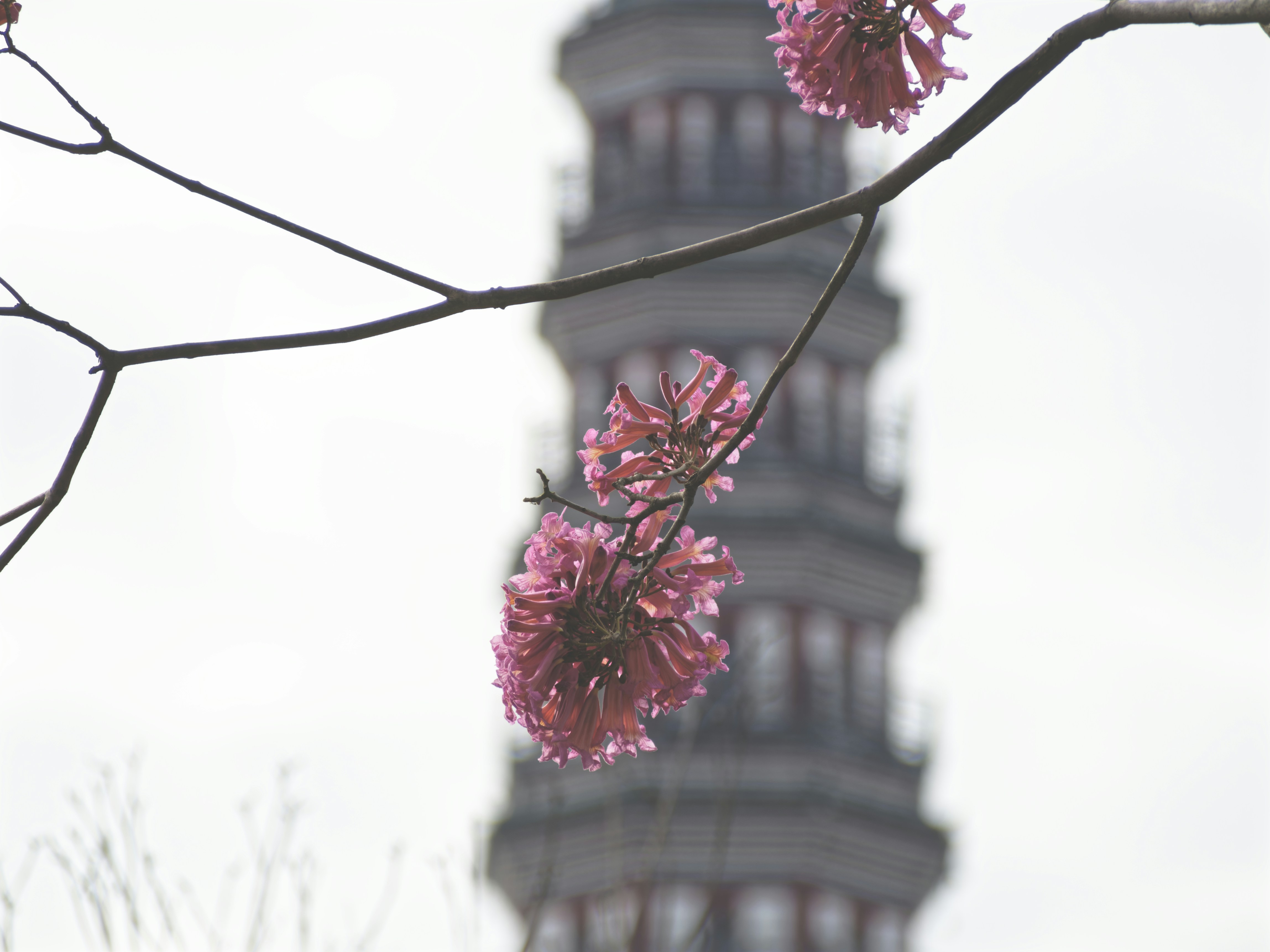 Petals in Focus, Pagoda in Blur: A Spring Frame