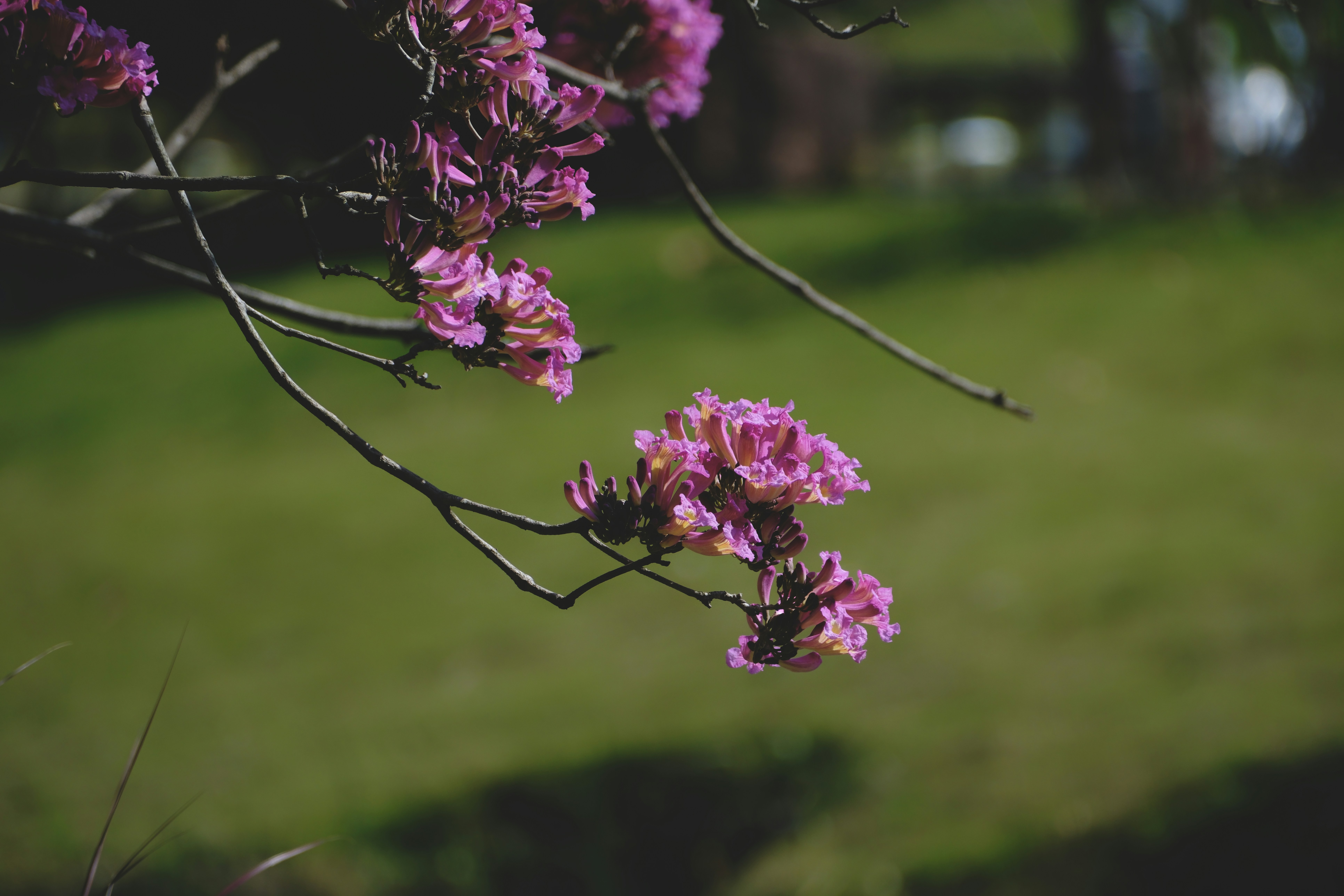 Whispering Pink Blossoms: Fragile Clusters on a Sunlit Branch