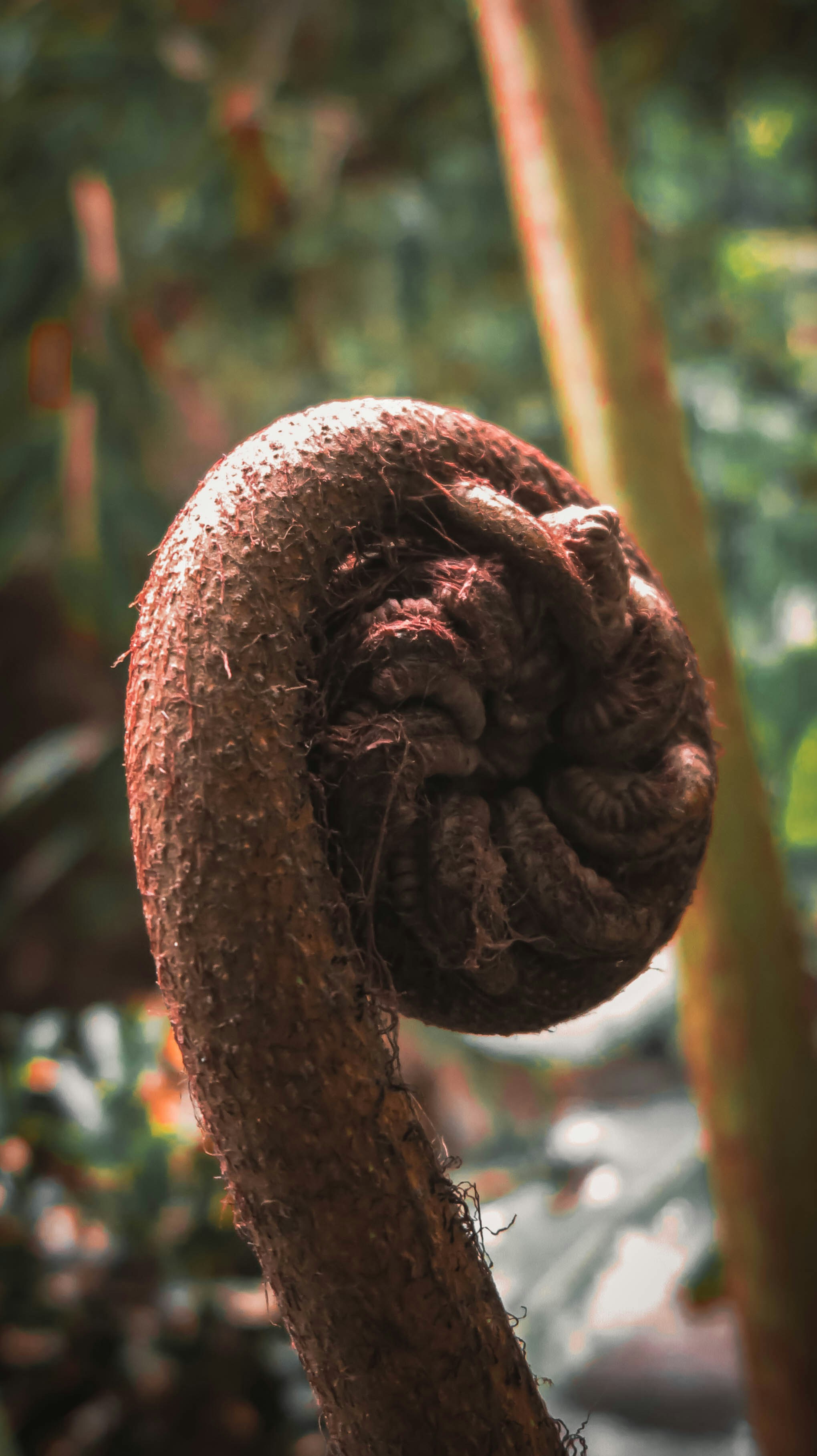 Macro photograph of a curled fern fiddlehead with textured brown surface against a softly blurred green background. The close-up emphasizes the spiral form and natural texture.