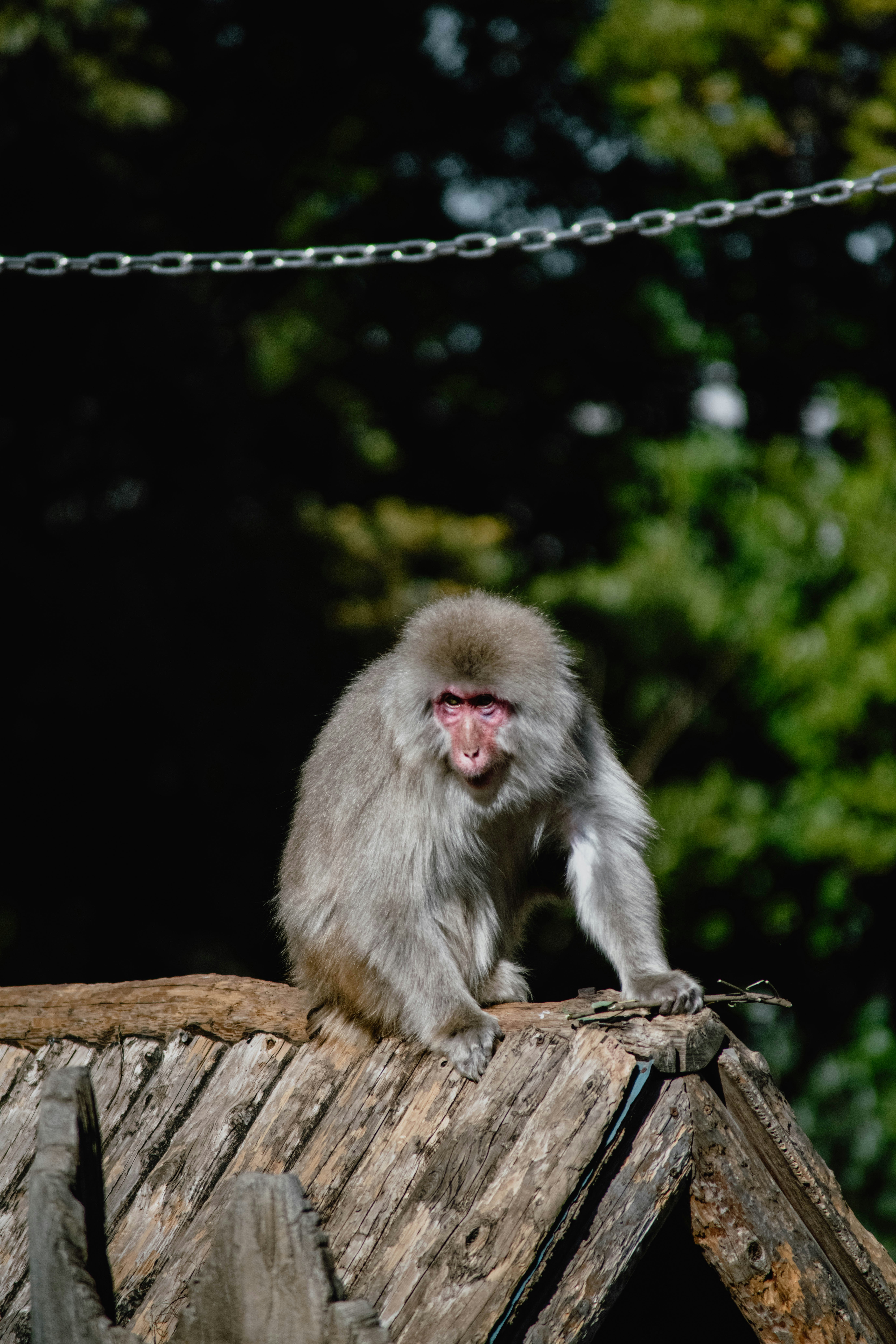 A monkey sitting on top of a wooden structure photo – Free Japan Image on Unsplash