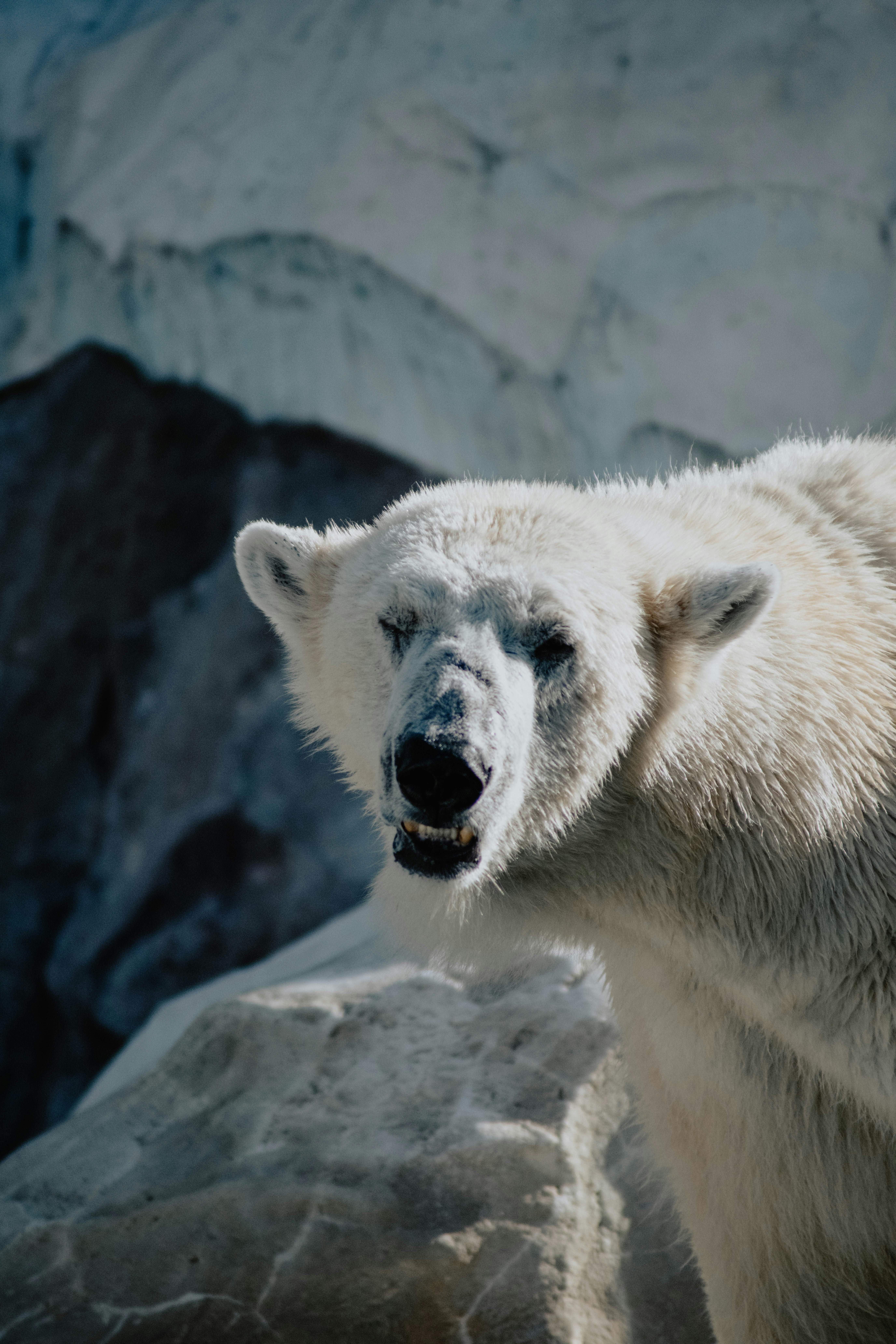 Polar Bear at the Ice Cliff: Quiet Gaze Across Snow and Stone