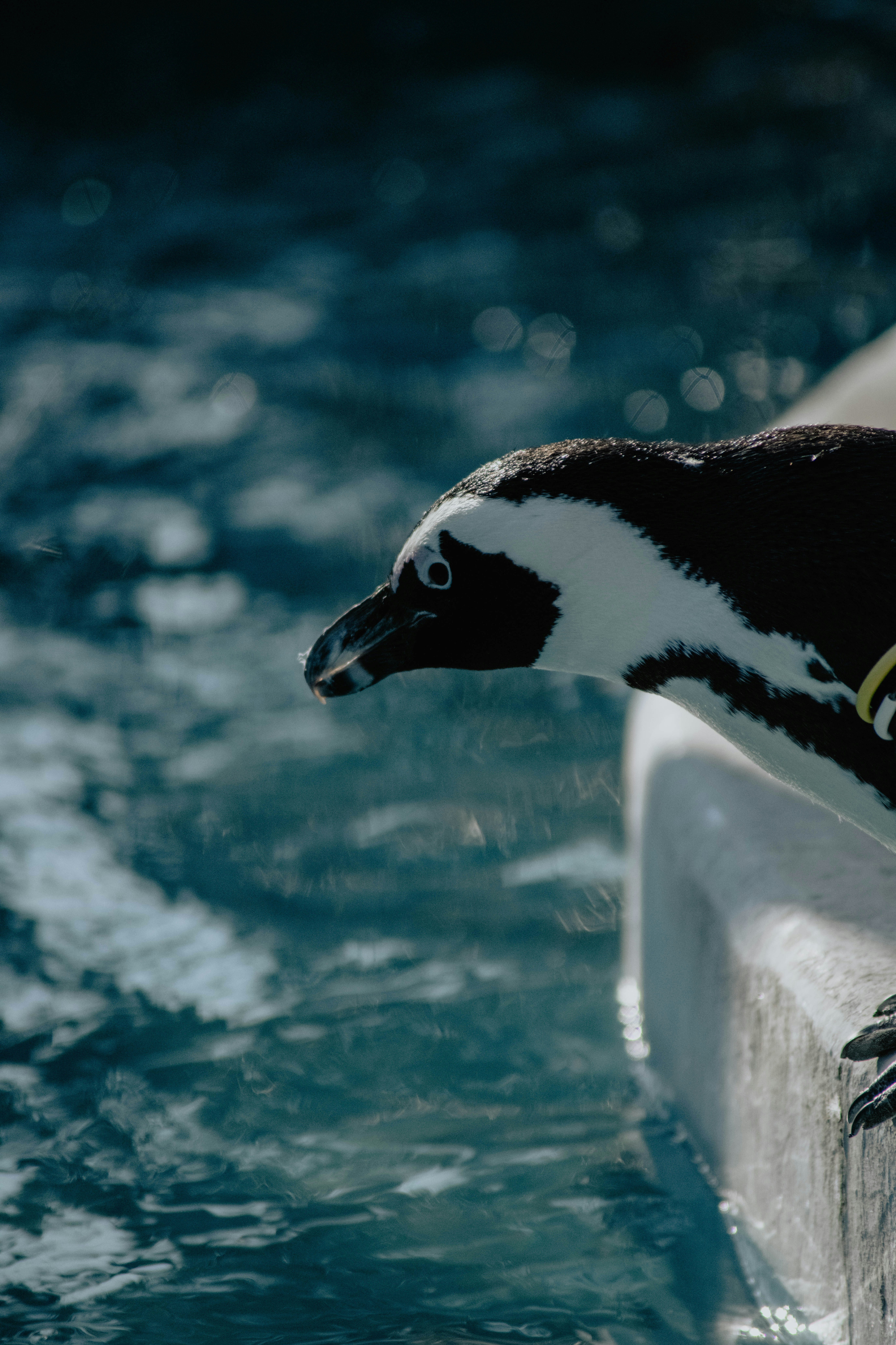 Profile at the Dock: Penguin's Quiet Gaze Over Blue Water