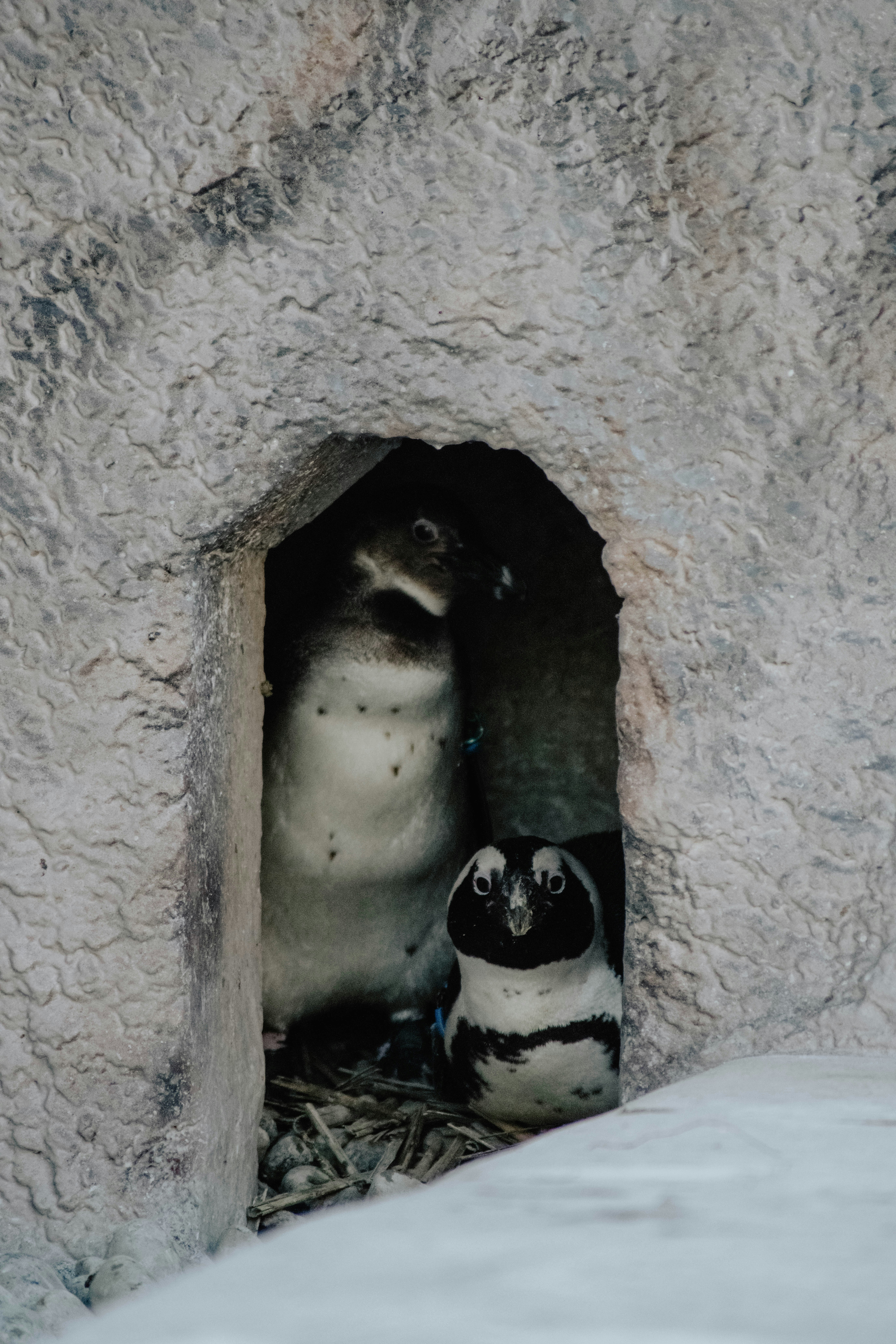 A couple of penguins that are standing in a cave photo – Free Japan ...